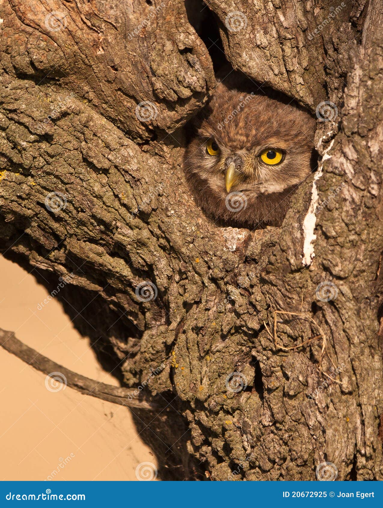Little Owl Looking Out of ItÂ´s Nest Stock Image - Image of little ...