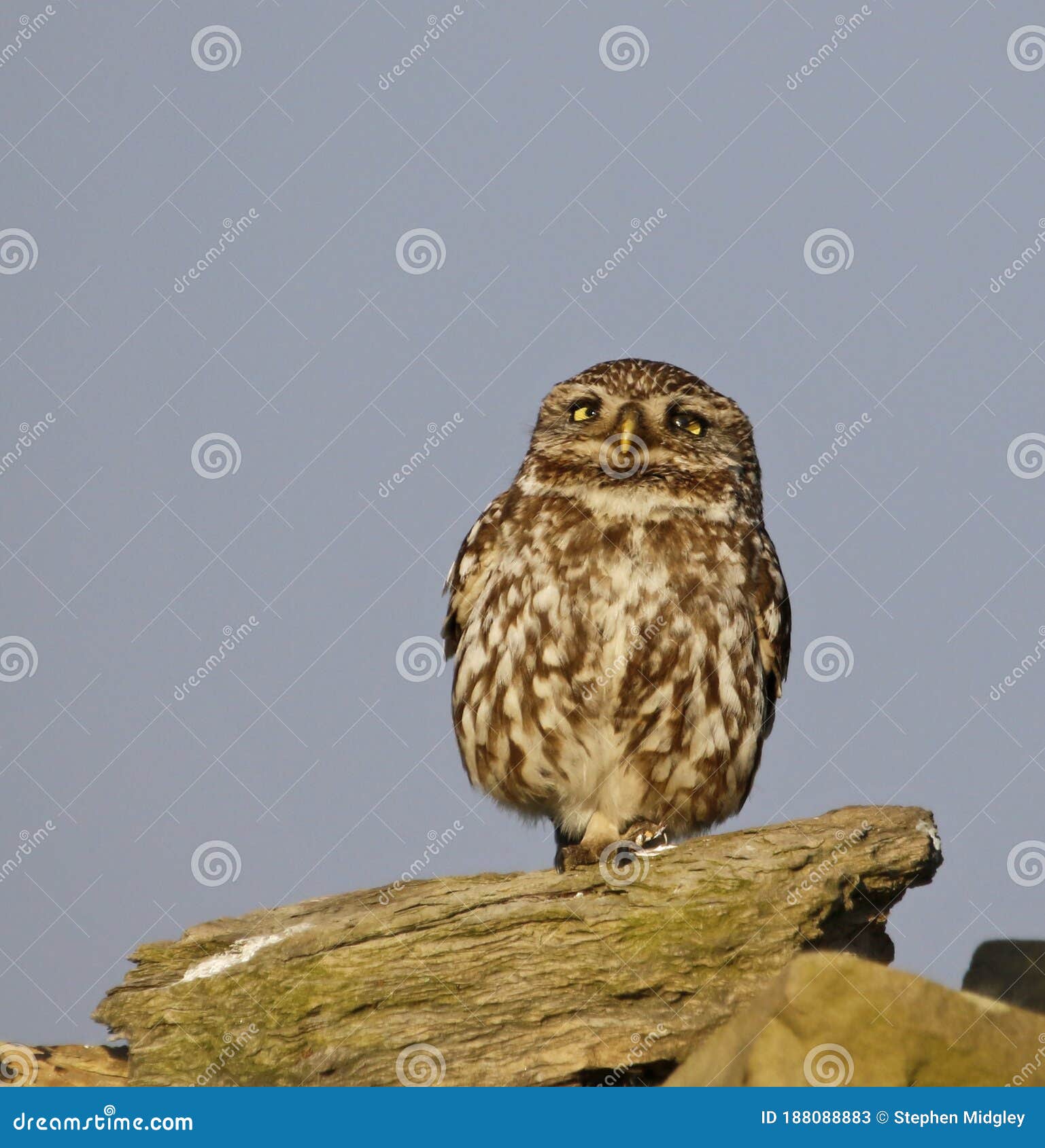 Little Owl Perched on Dry Stone Wall Stock Image - Image of perched ...