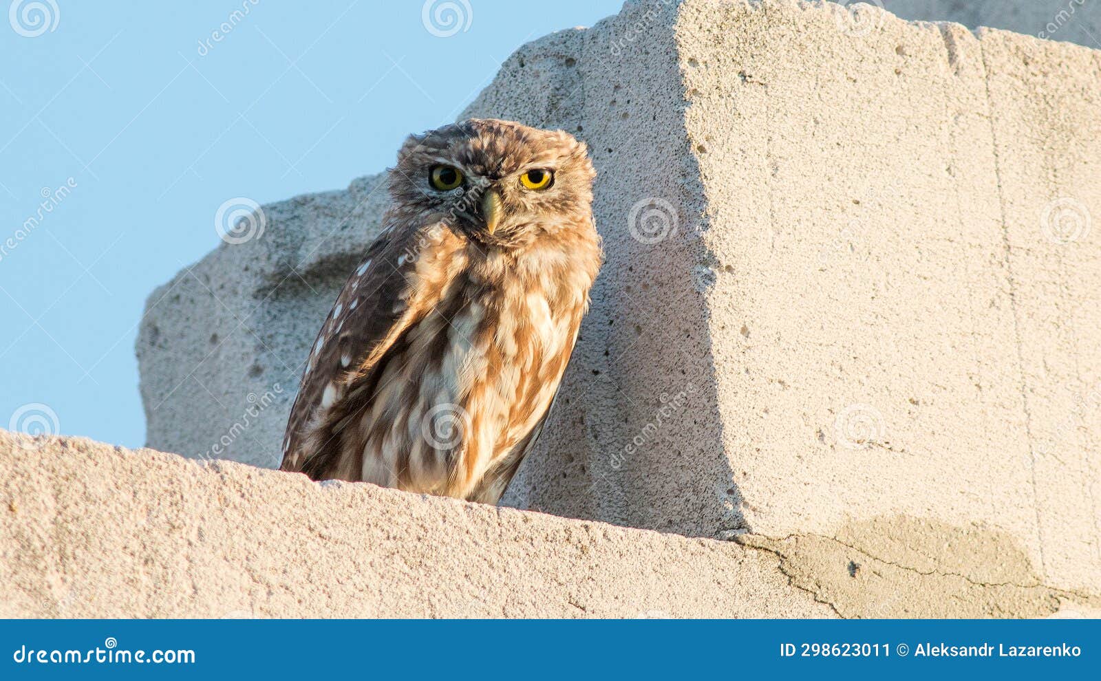 Little Owl Sits on a Construction Site in Summer Stock Image - Image of ...