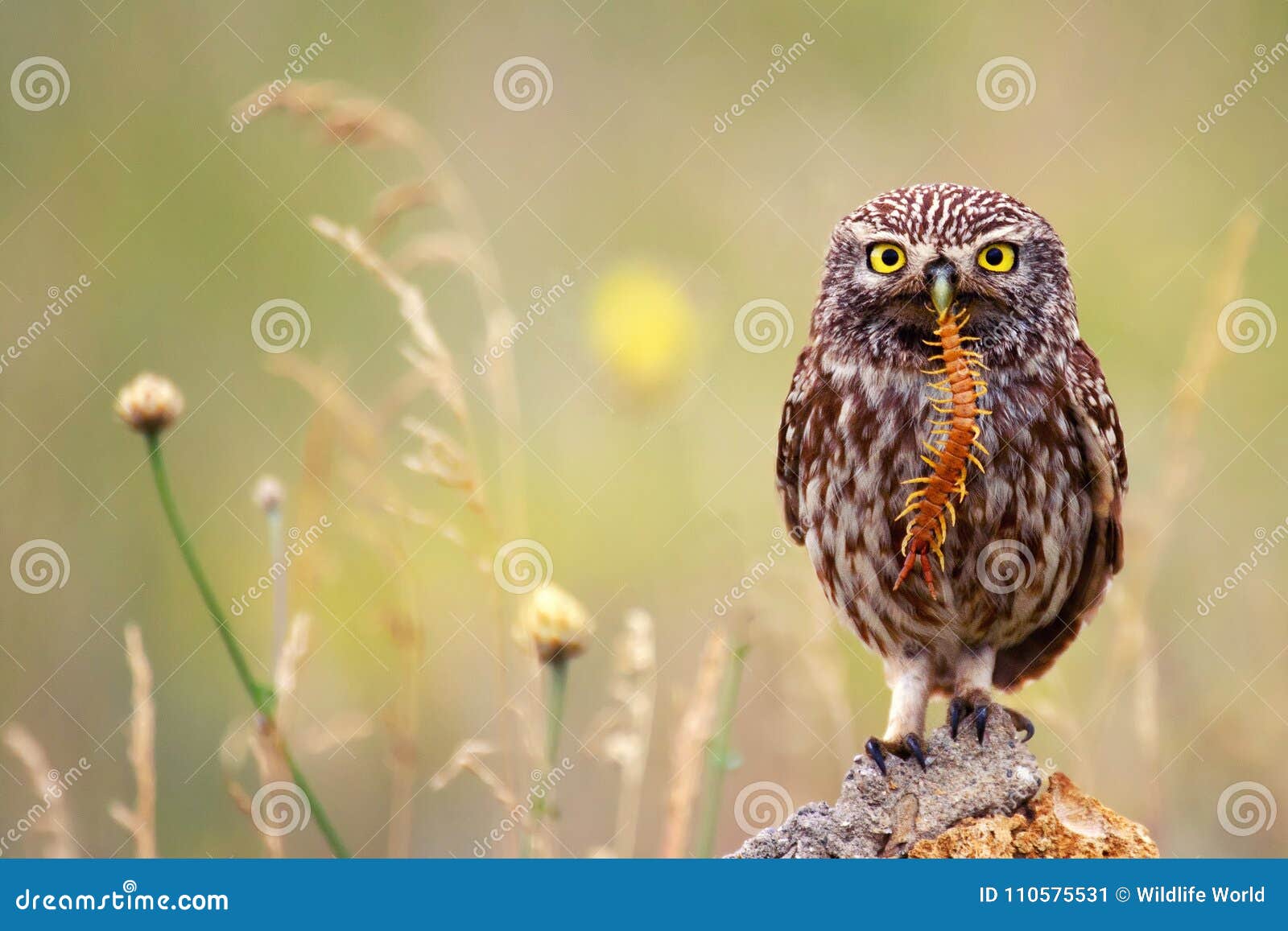 79,709 Little Beak Stock Photos - Free & Royalty-Free Stock Photos from ...
