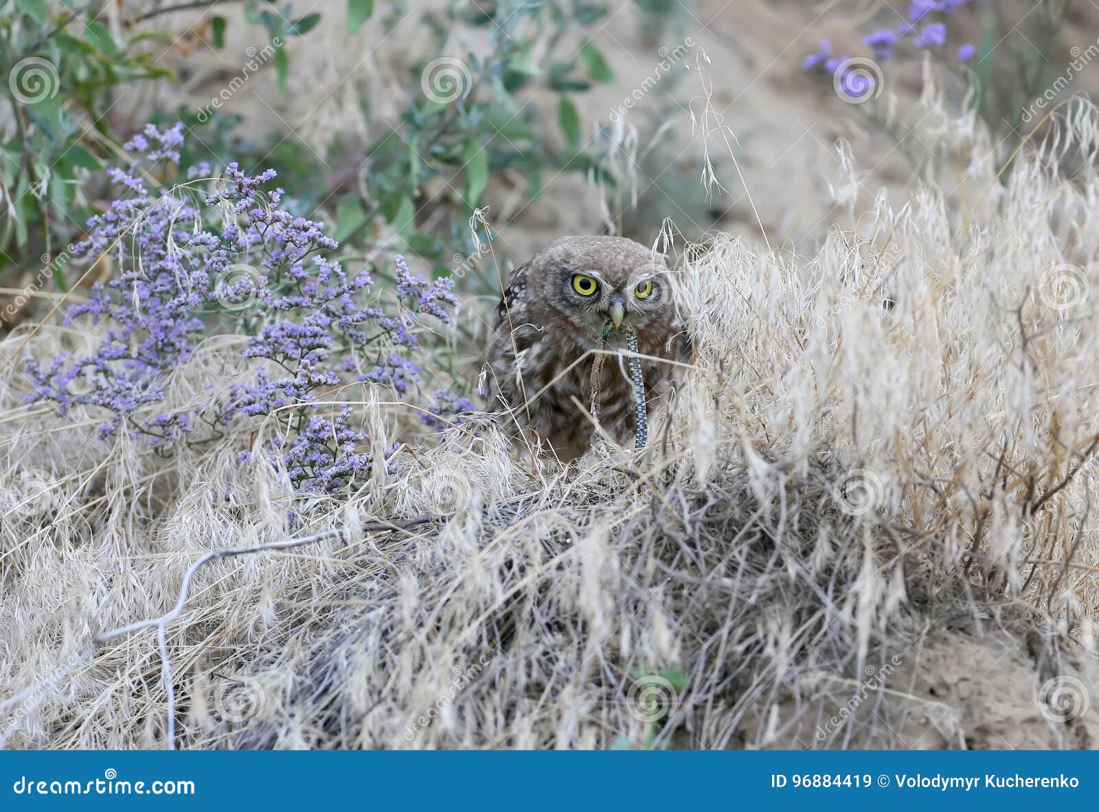 A Little Owl Sitting on Ground and Eats Snake. Stock Image - Image of ...