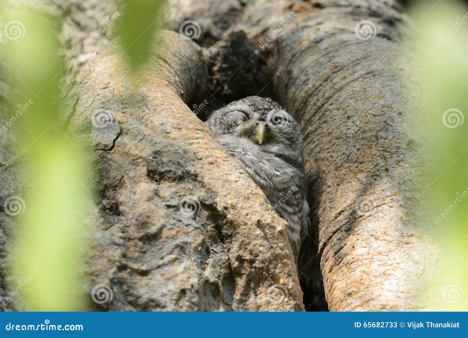 Little Owl Sleeping in the Tree Stock Image - Image of barred, bird ...
