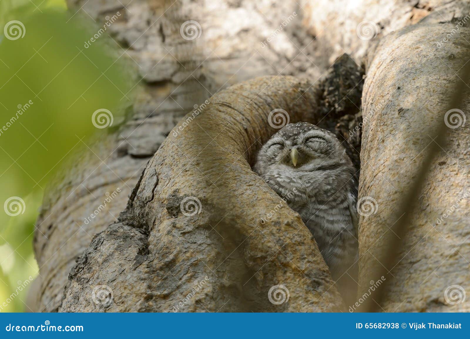 Little Owl Sleeping in the Tree Stock Photo - Image of green, noctua ...