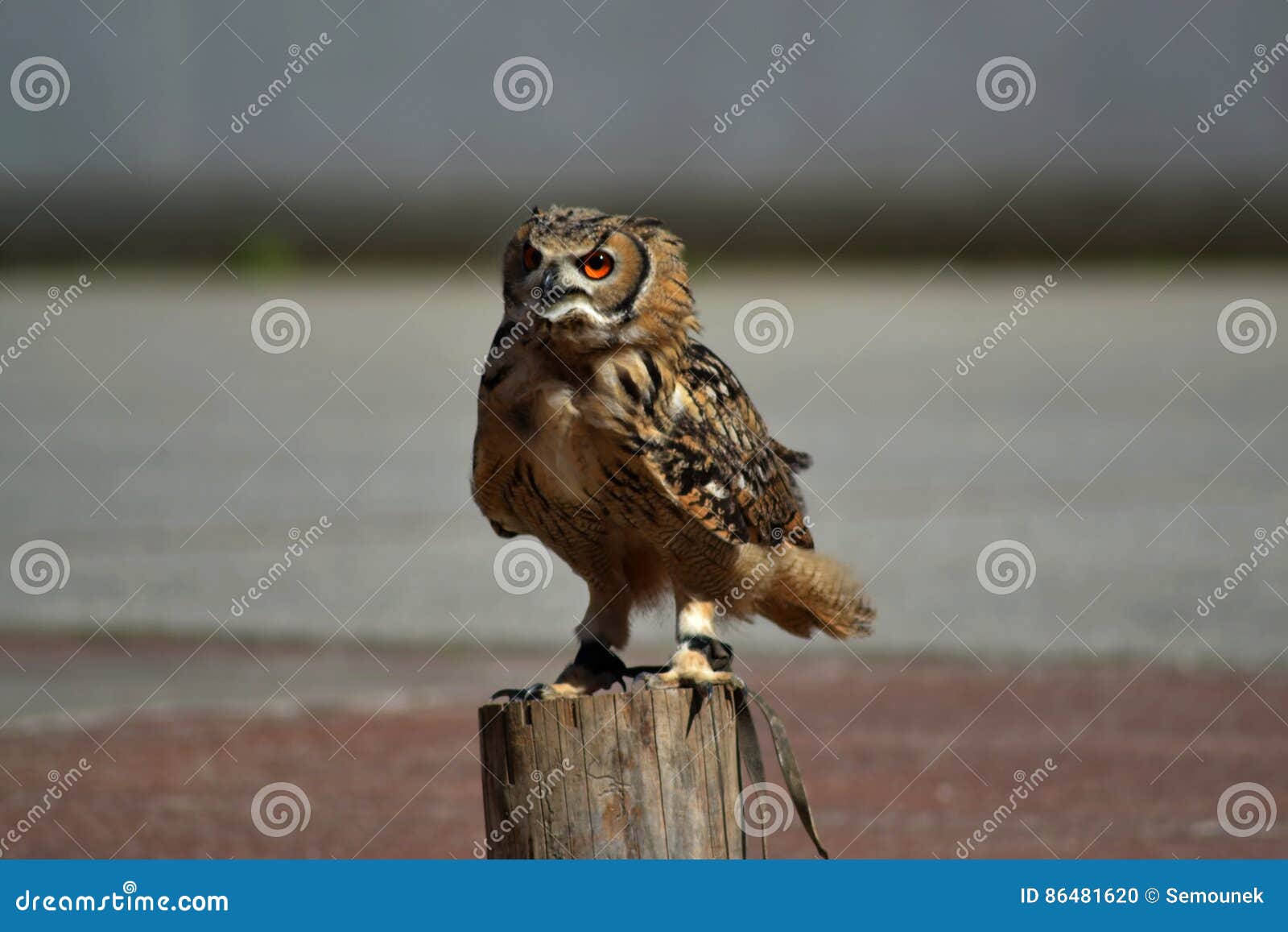 Little owl standing stock photo. Image of cute, nature - 86481620