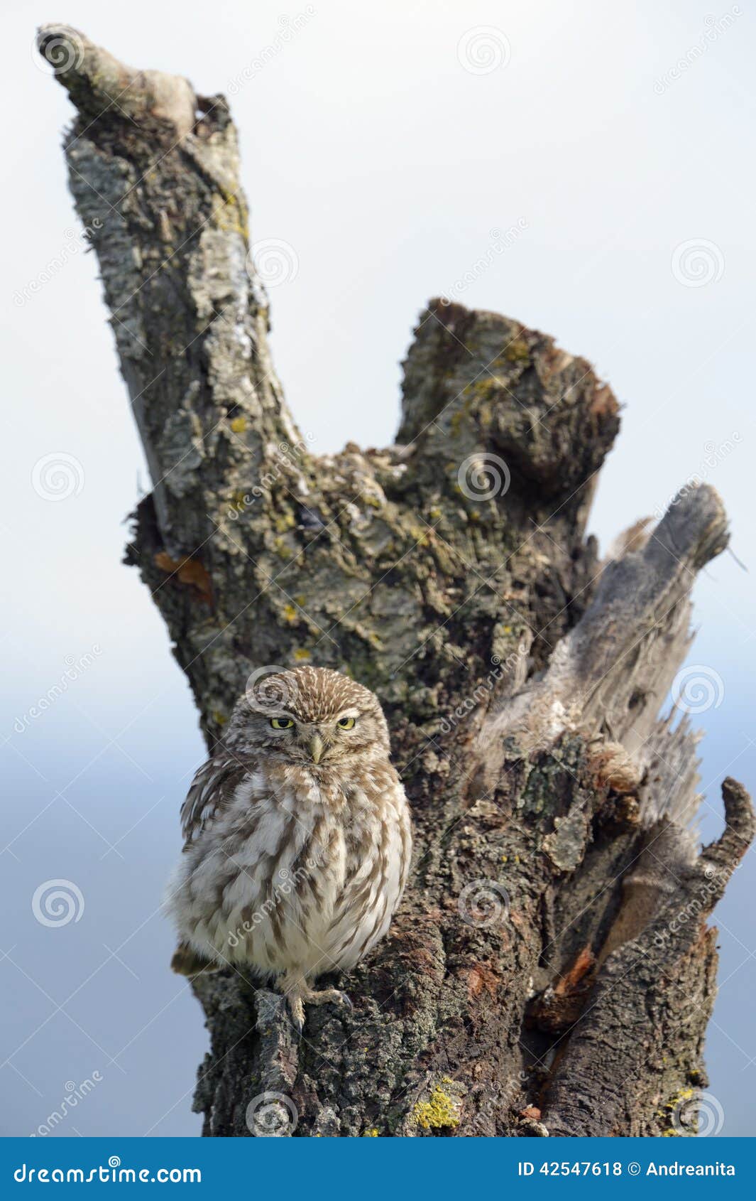 Little Owl on stump stock photo. Image of standing, sweet - 42547618
