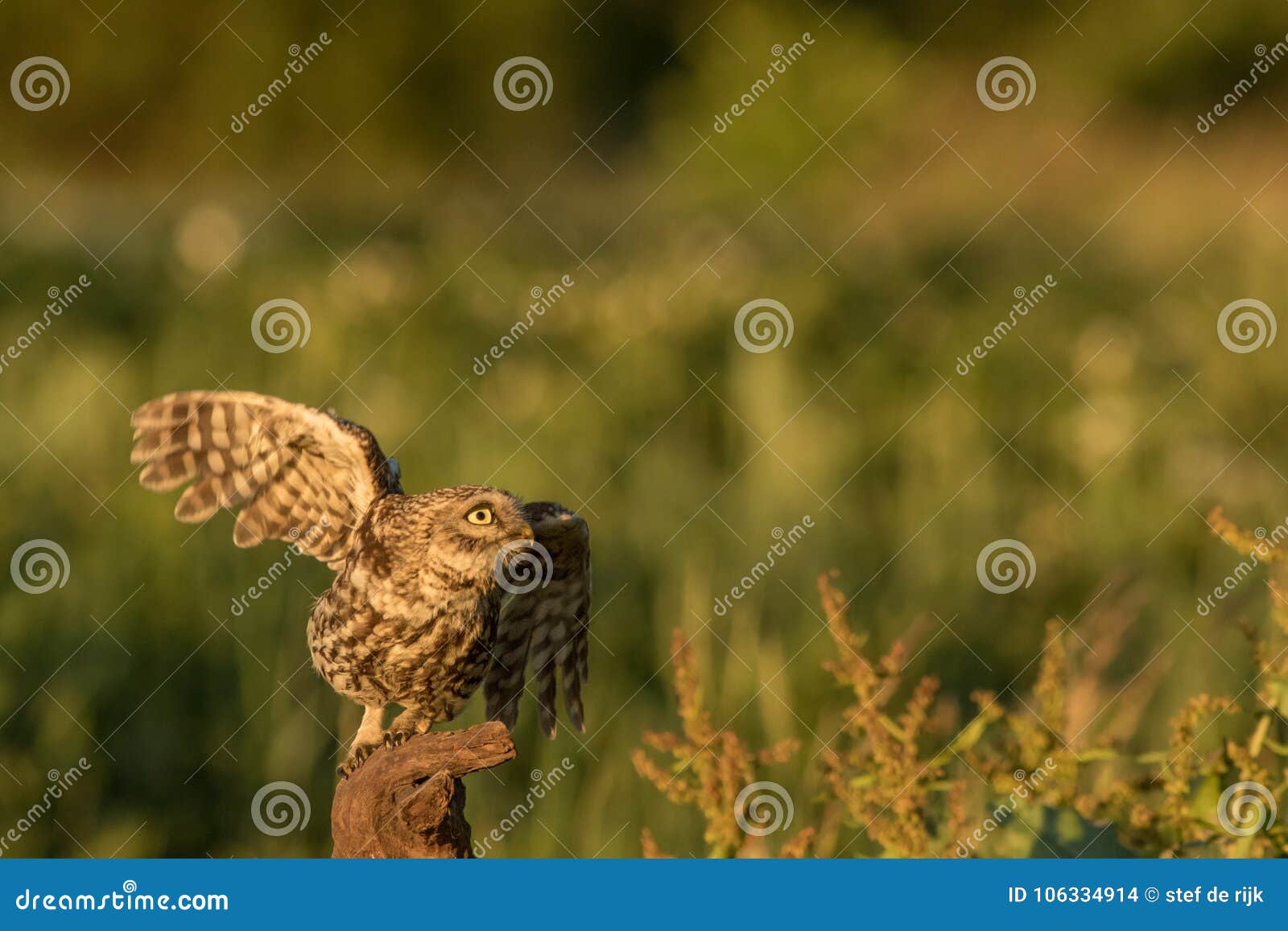 Little owl taking off stock photo. Image of hide, landed - 106334914