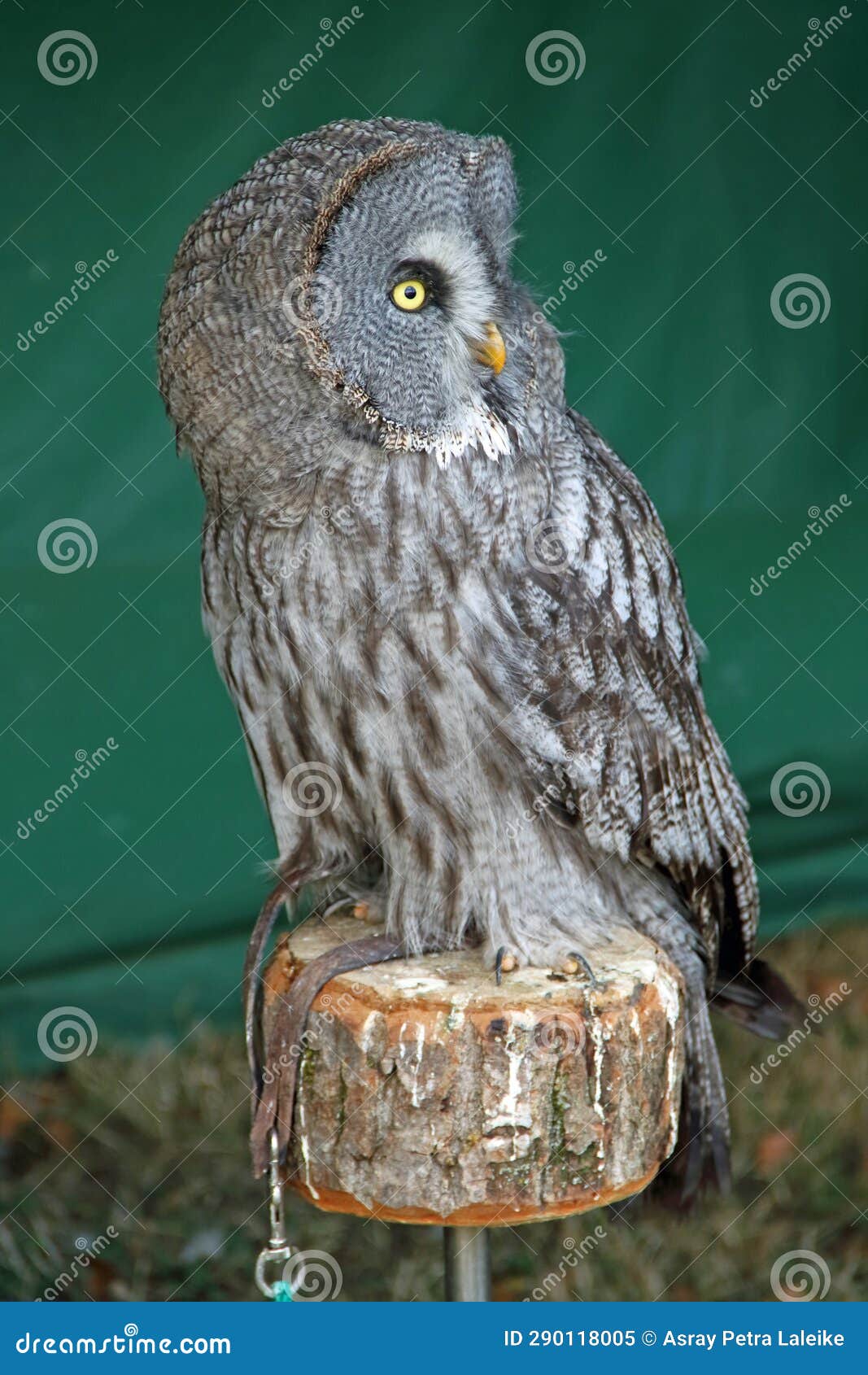 A Little Owl at a Therapy Bird Show in Germany Stock Image - Image of ...