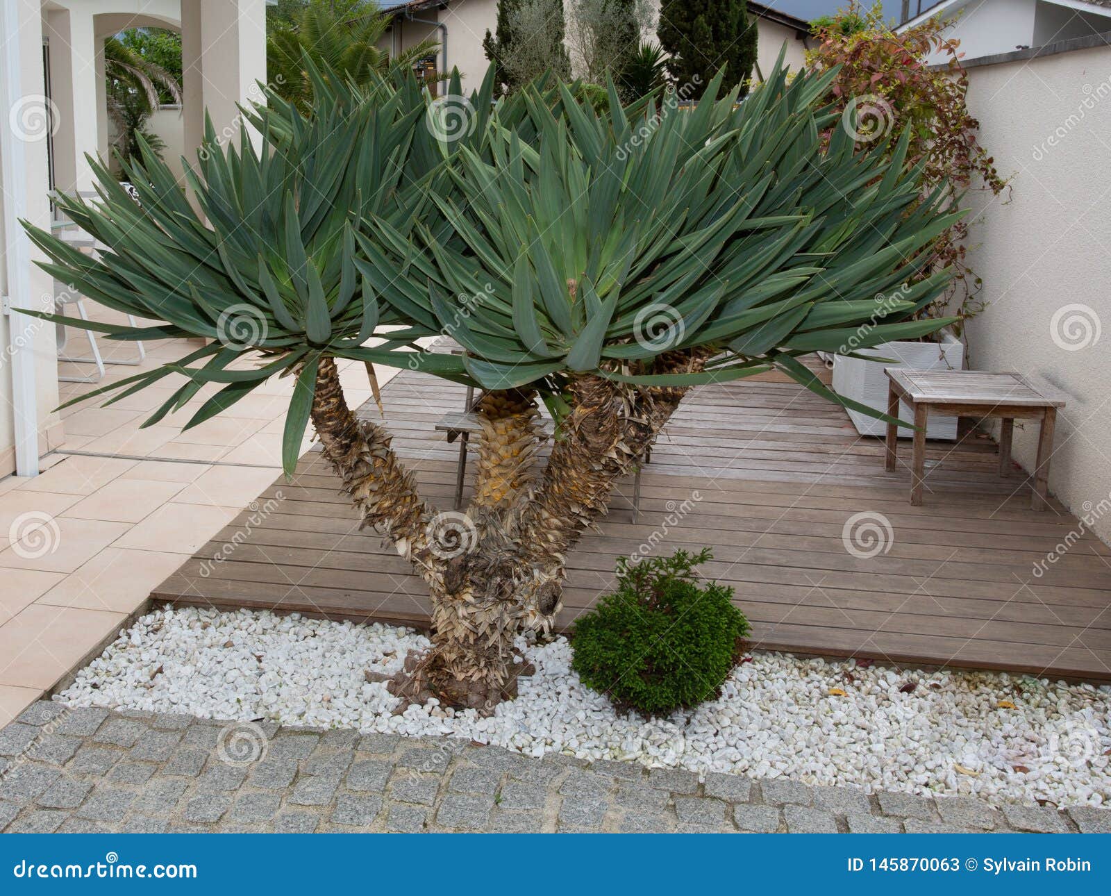 Little Palm Tree in the Garden Home Stock Image - Image of beautiful ...