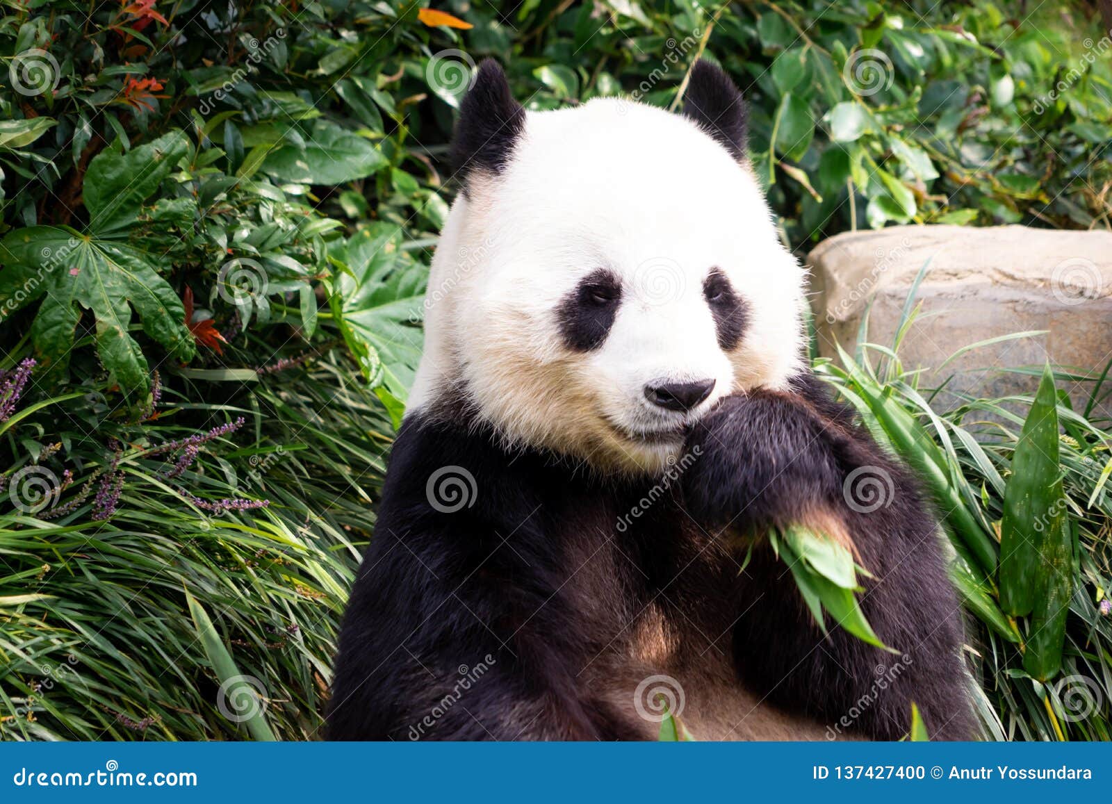 Little Panda Eating Bamboo Leaf for Lunch Stock Photo - Image of animal ...