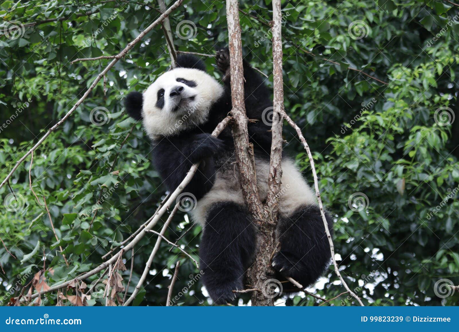Panda cub on the tree stock image. Image of climbing - 99823239