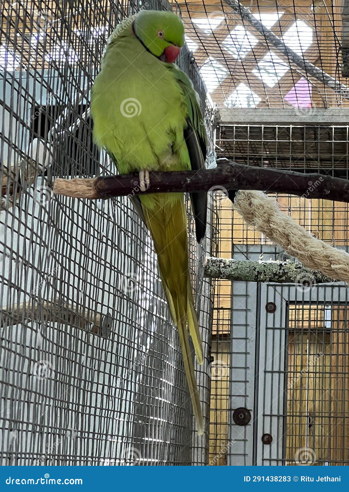 An Little Parakeet Bird stock image. Image of conure - 291438283