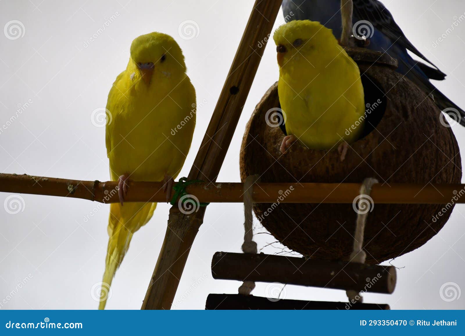 An Little Parakeet Bird stock photo. Image of common - 293350470