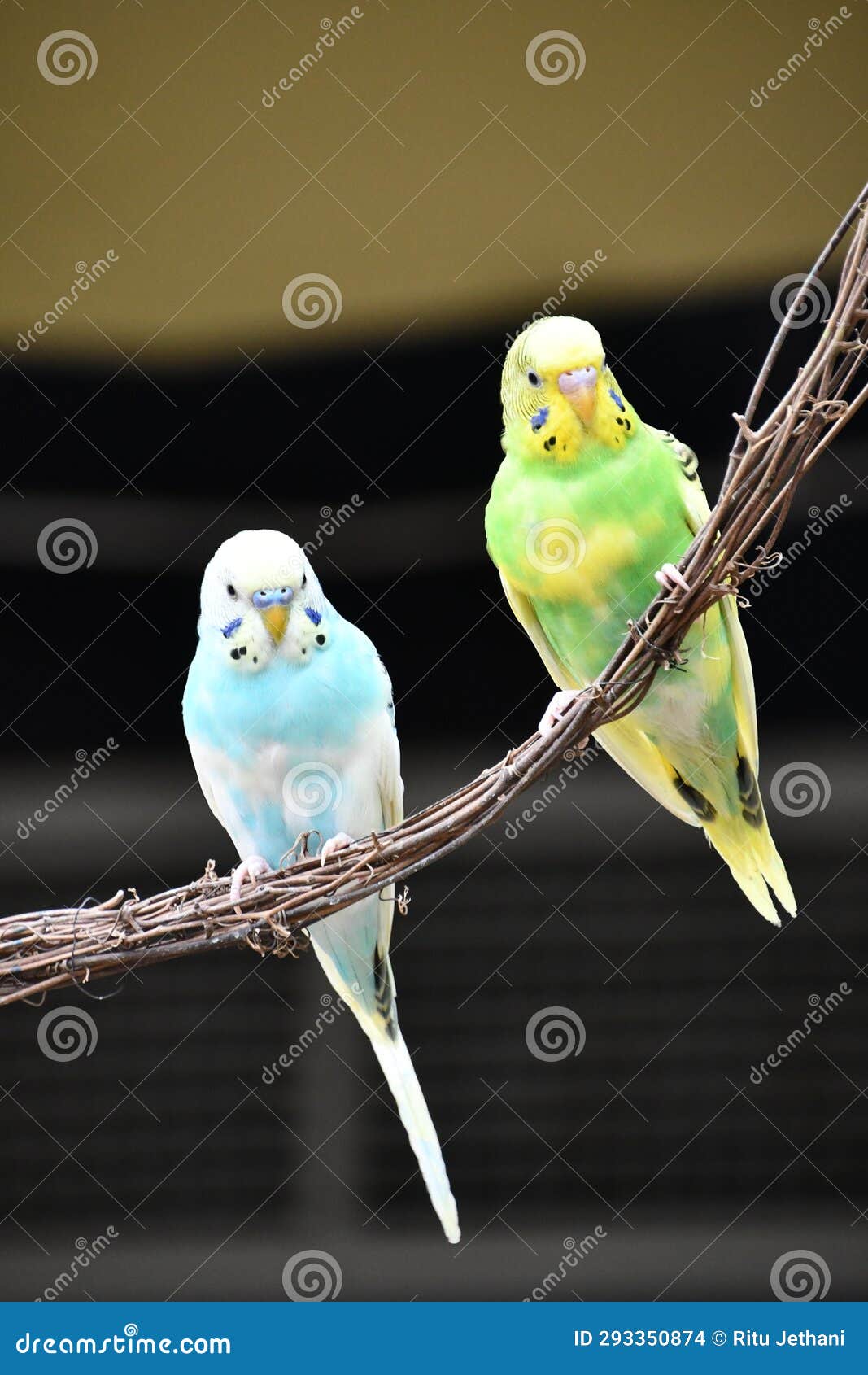 An Little Parakeet Bird stock photo. Image of australian - 293350874