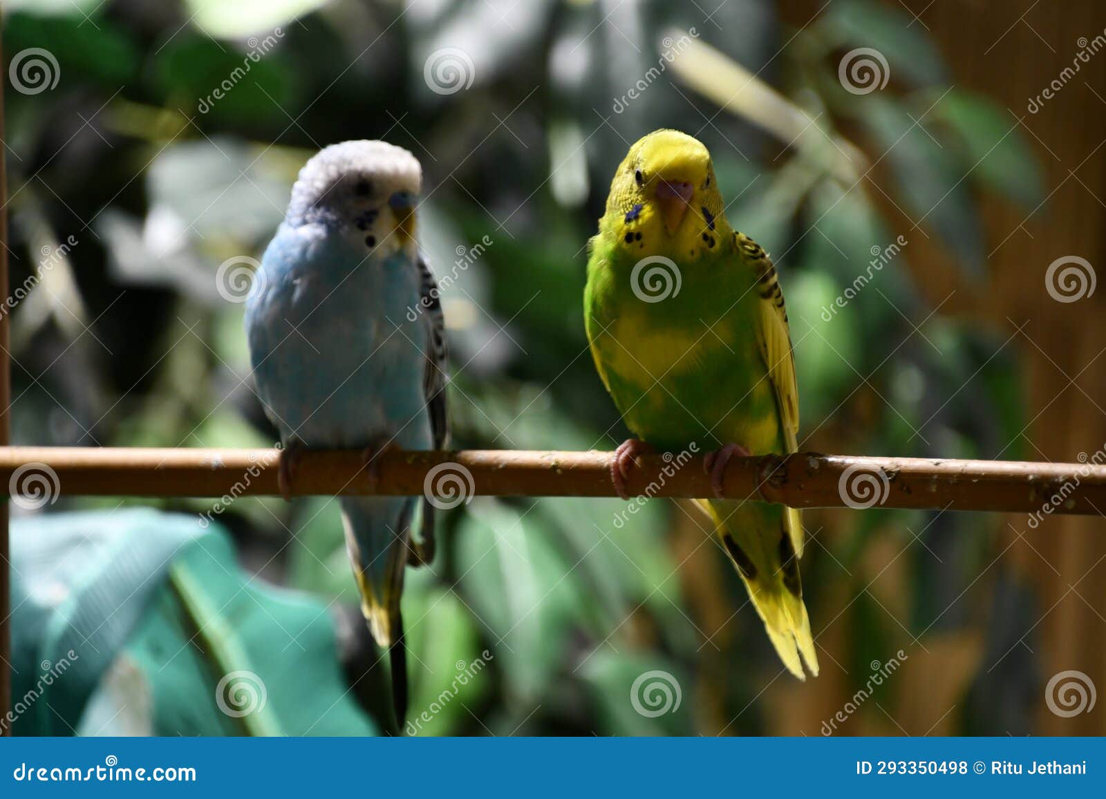 An Little Parakeet Bird stock photo. Image of exotic - 293350498
