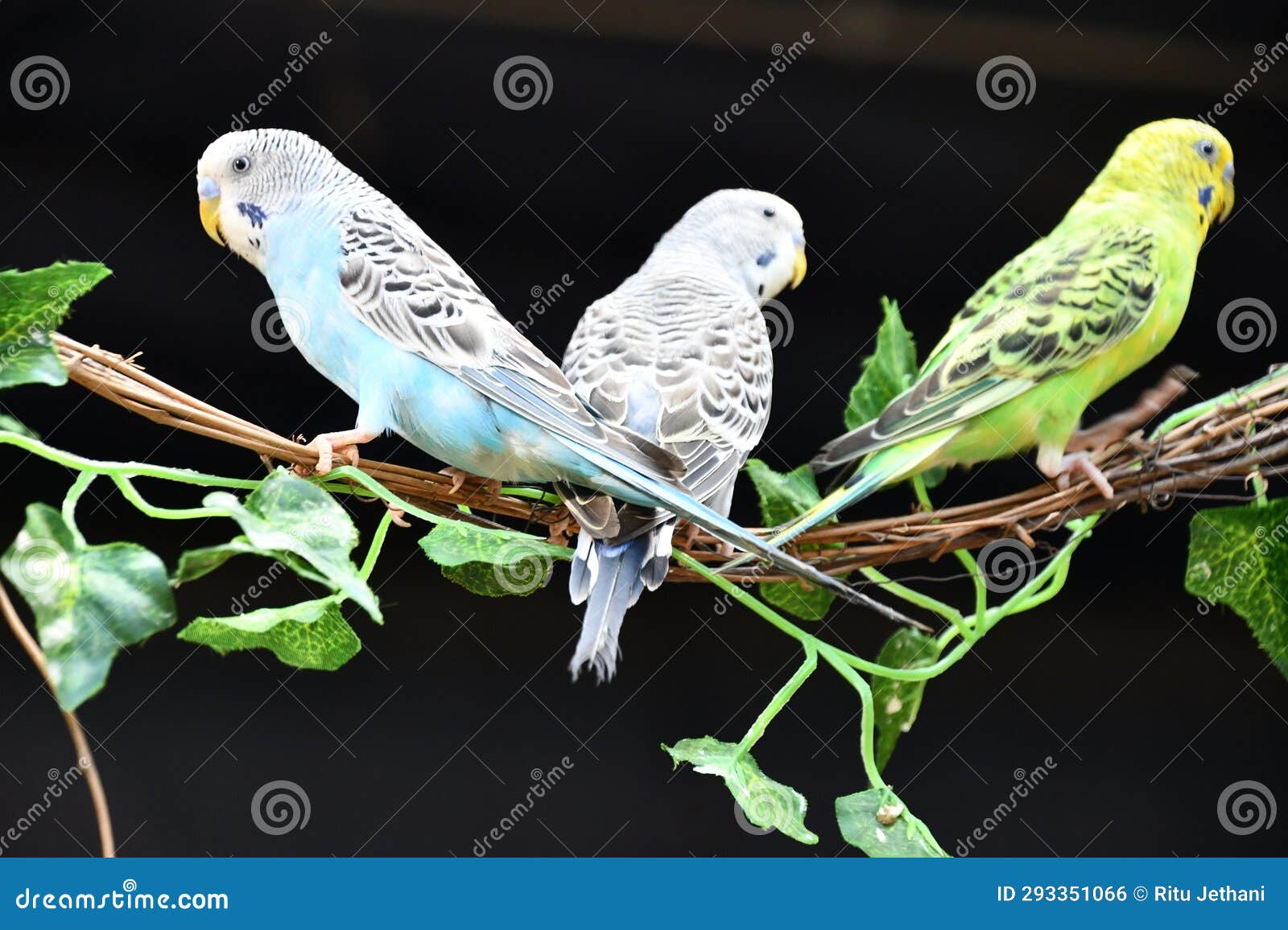 An Little Parakeet Bird stock photo. Image of bird, avian - 293351066