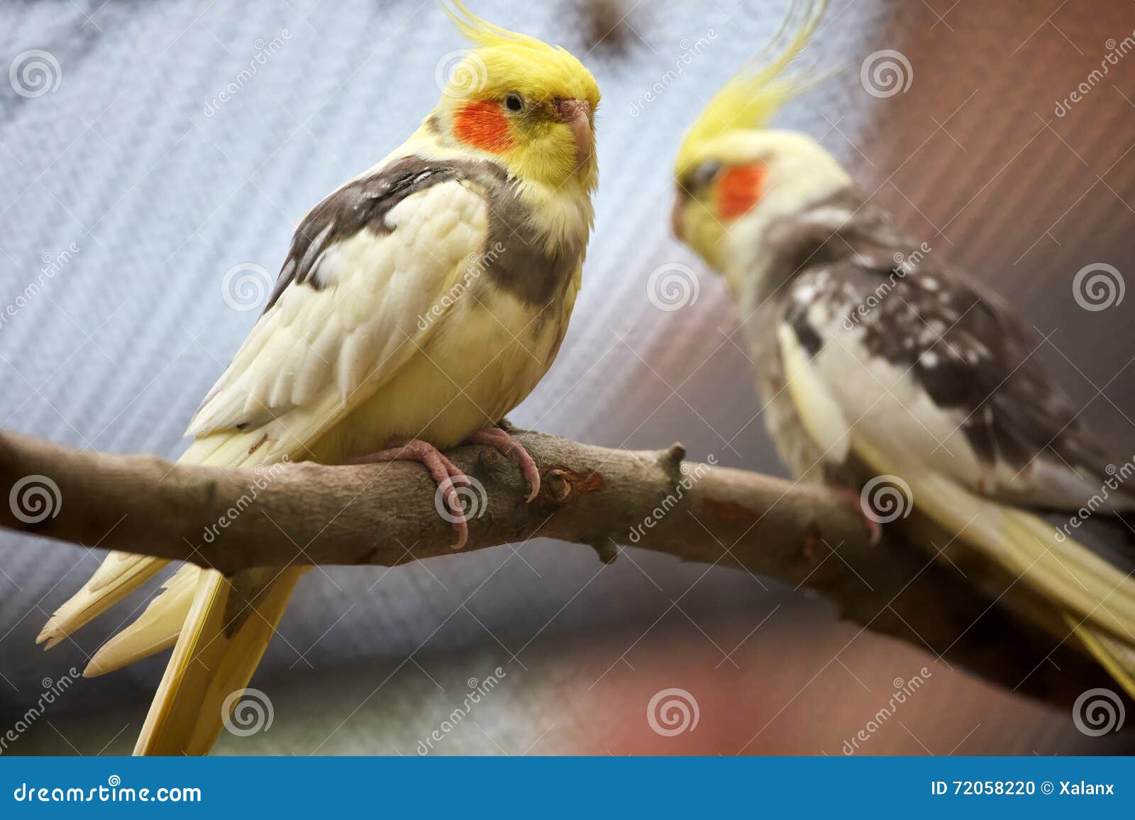 Little parakeet closeup stock photo. Image of green, animal - 72058220