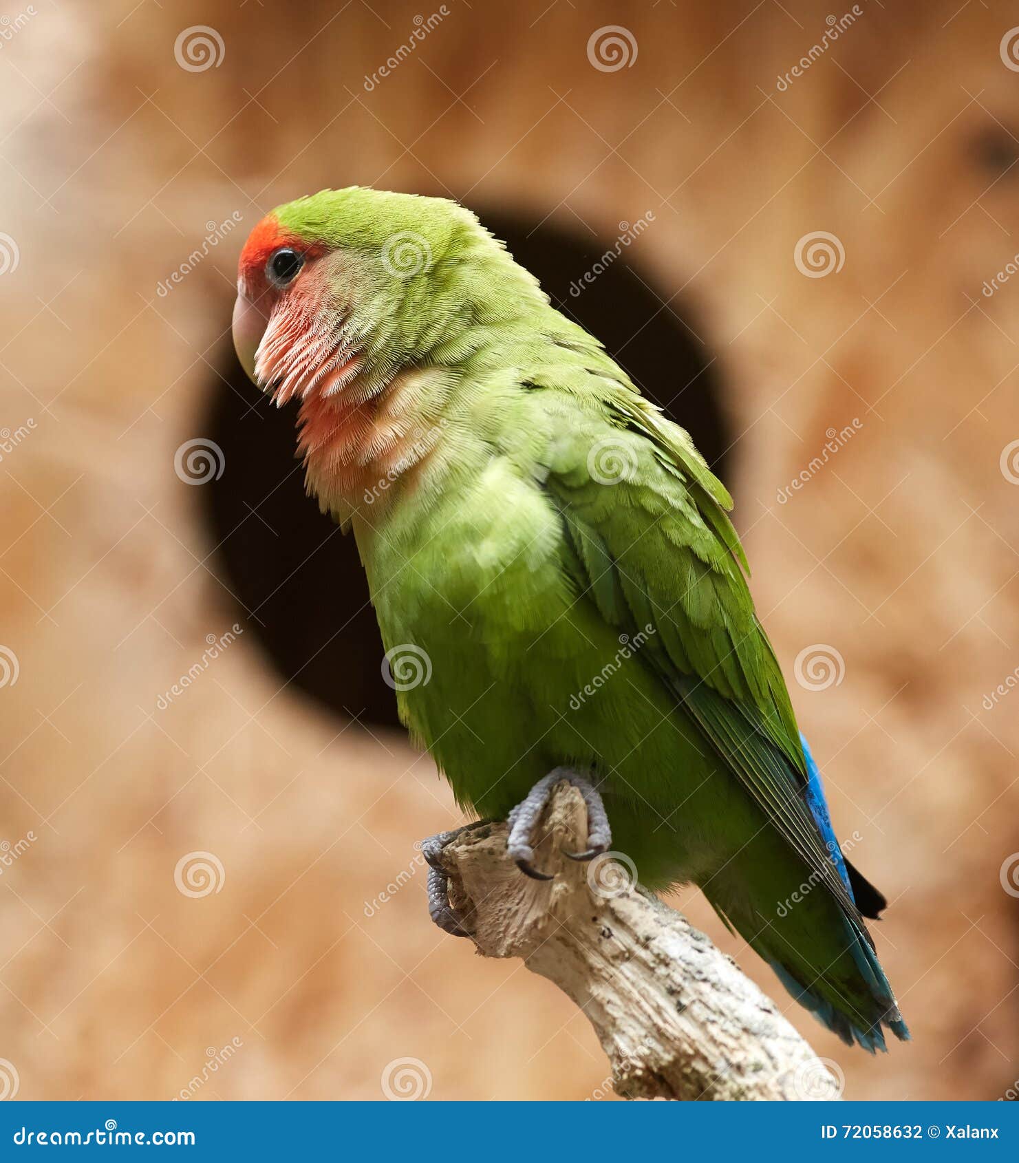 Little parakeet closeup stock photo. Image of fauna, branch - 72058632