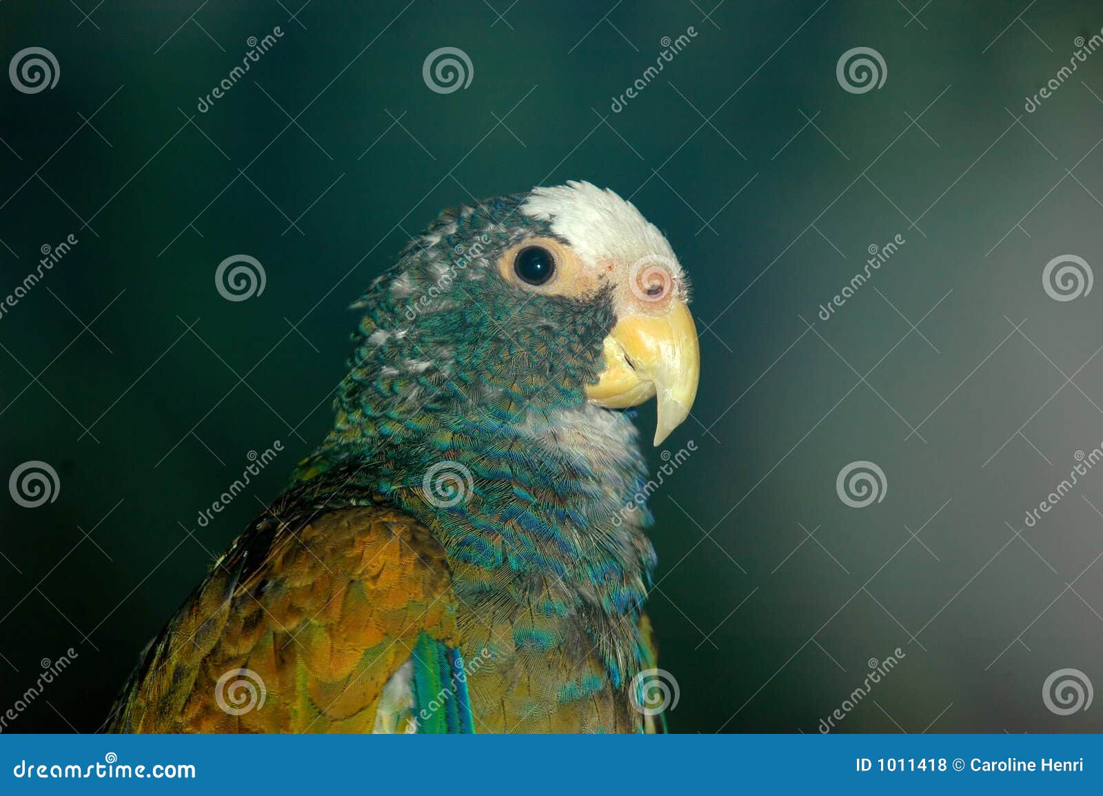 Little parrot stock photo. Image of parrot, animals, birds - 1011418