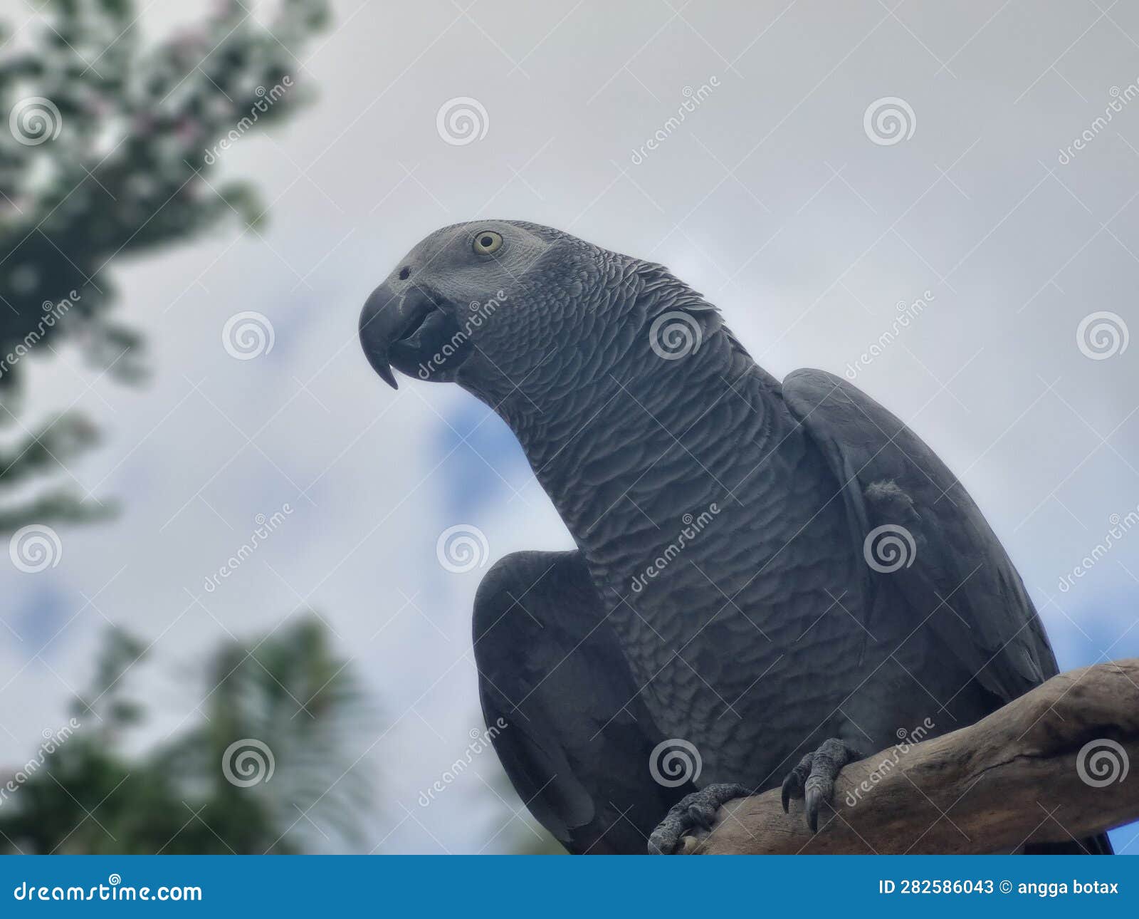 Little parrot stock image. Image of budgie, wing, macaw - 282586043