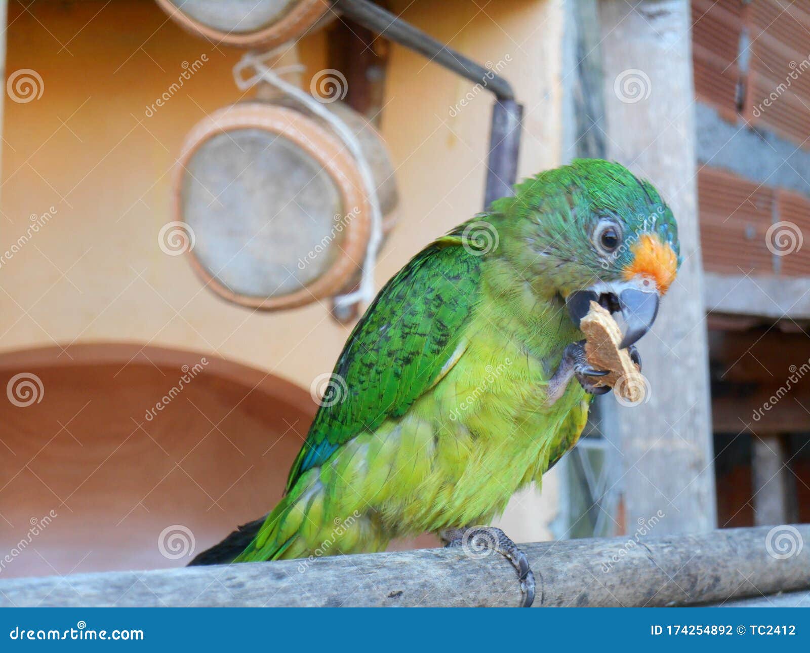 Parrot stock photo. Image of feathers, animal, closeup - 174254892