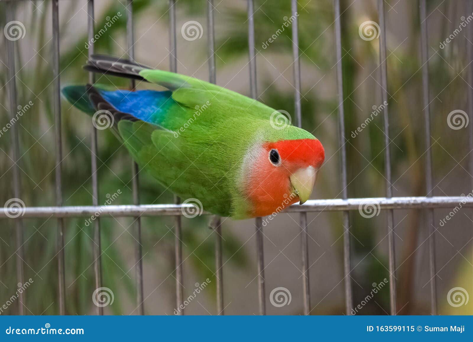 A little Parrot stock image. Image of cute, bird, closeup - 163599115