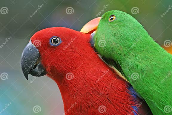 Little Parrots. stock photo. Image of parrots, entertain - 691976