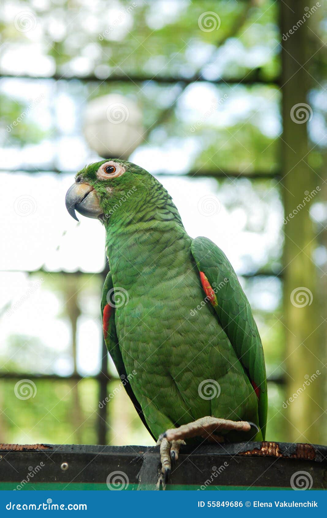 Little Parrots in Nature Park Stock Photo - Image of asia, light: 55849686