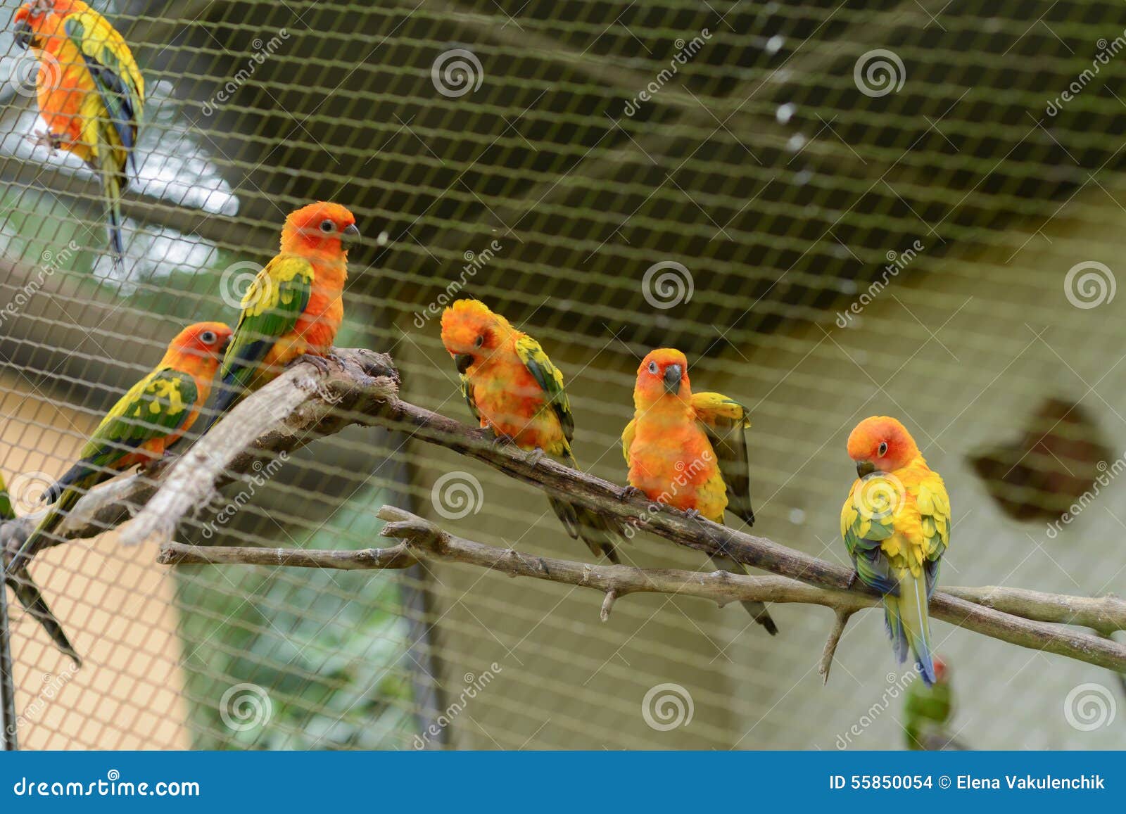 Little Parrots in Nature Park Stock Photo - Image of birds, parrot ...