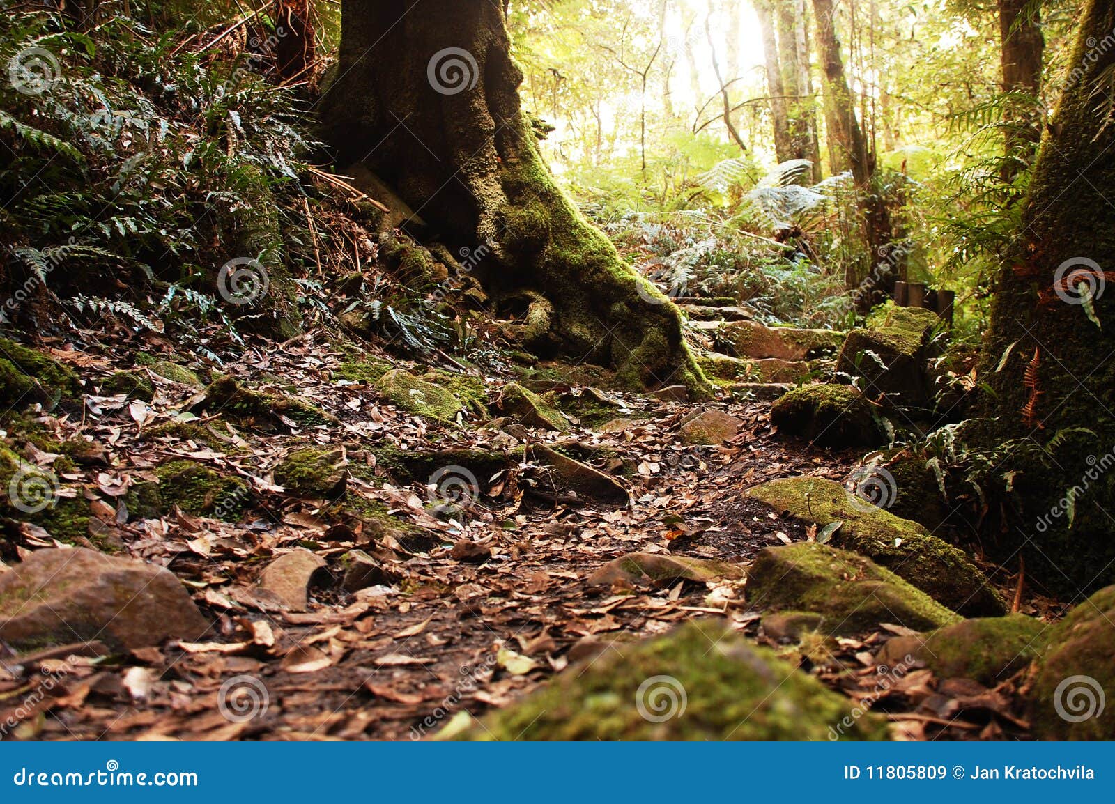Little Path in Australian Rain Forest Stock Image - Image of plant ...