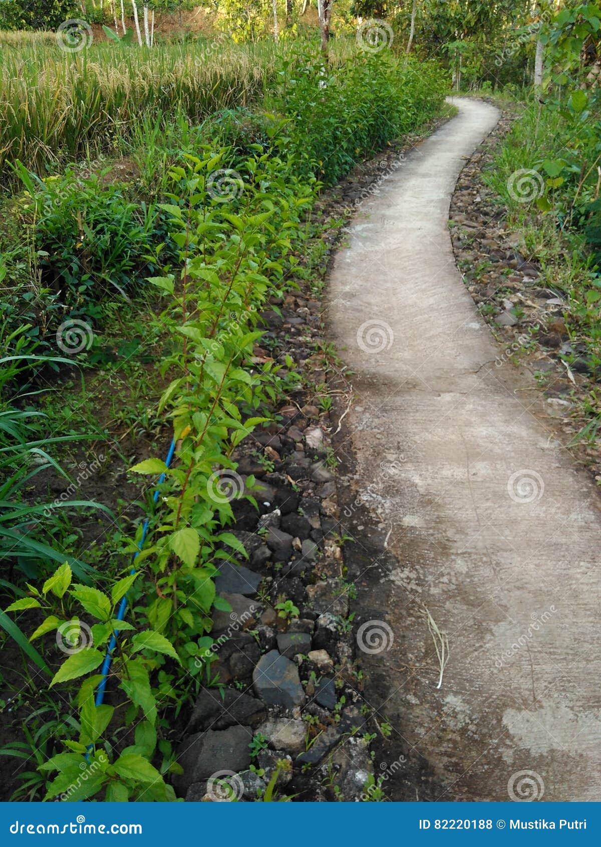 Little path stock photo. Image of lead, road, little - 82220188