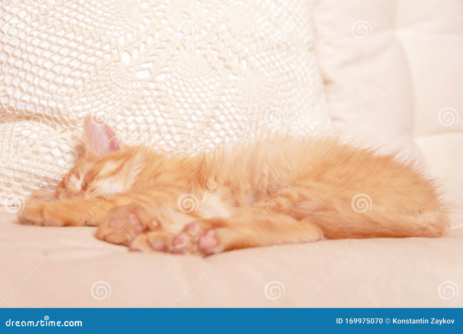 Little Peach-colored Kitten Sleeping. Cute Striped Kitten Lying on the ...