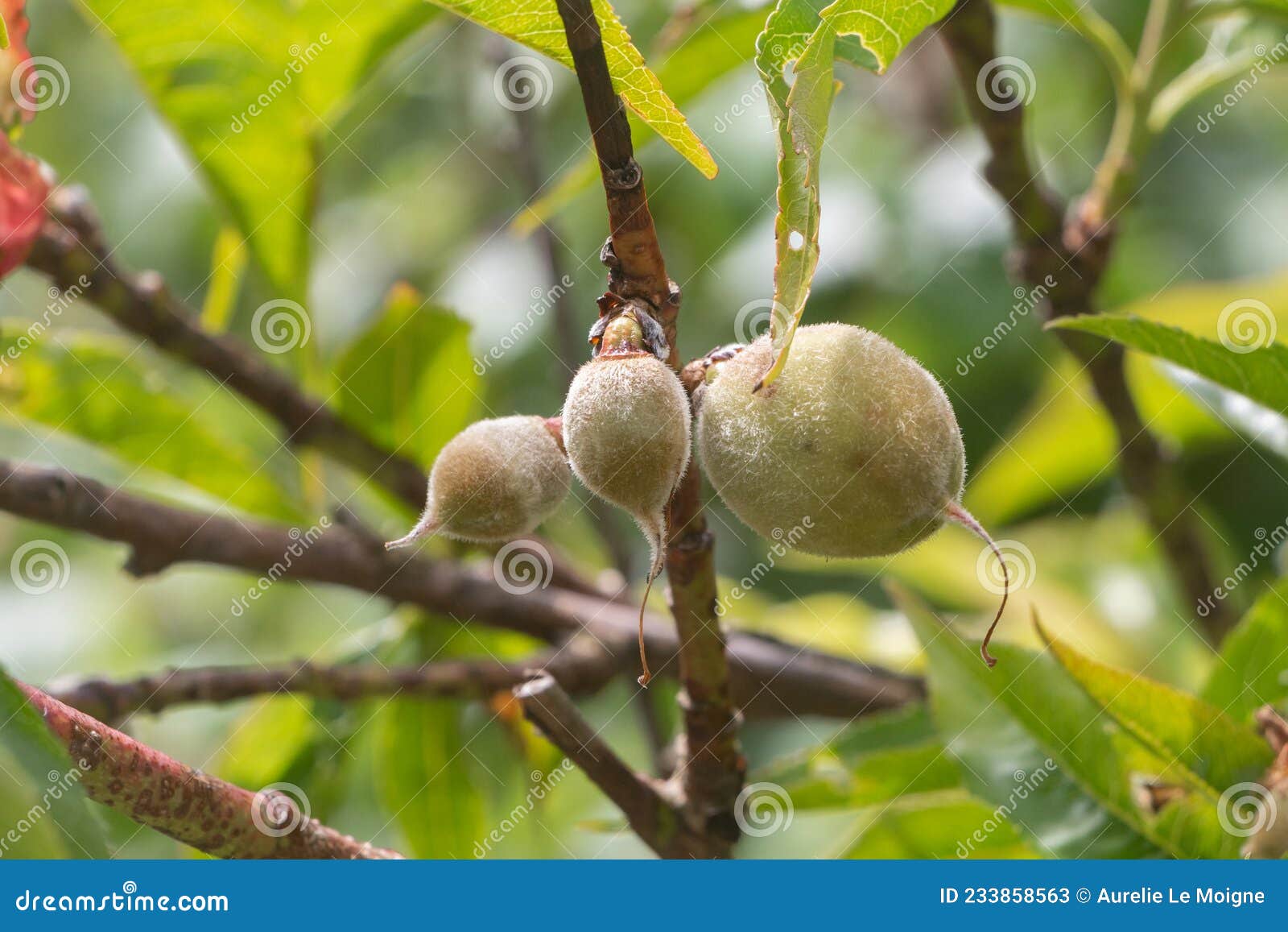 Little Peaches Ripening on a Peach Tree Stock Image - Image of ripen ...