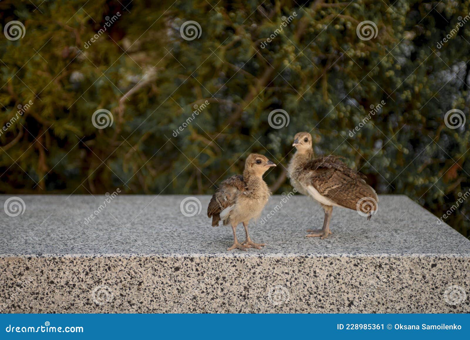 Little Peacock Chicks in the Park Stock Image - Image of peacock ...