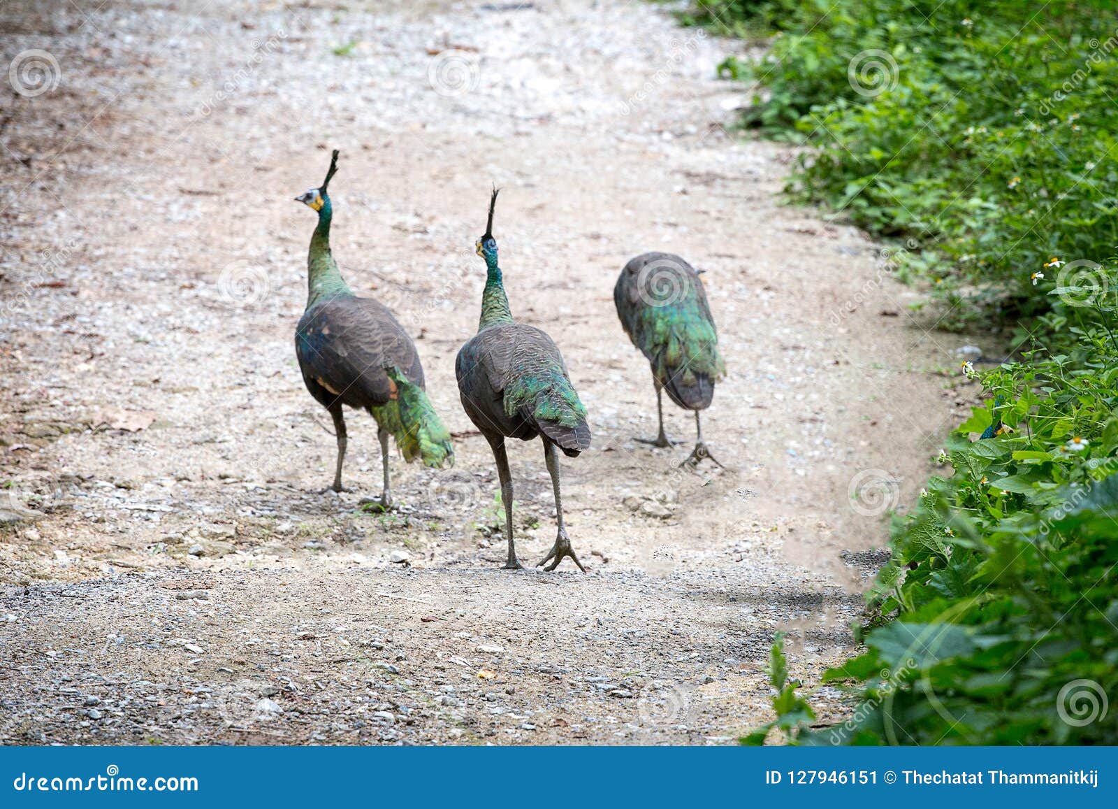 Little peacocks stock image. Image of fauna, spots, tail - 127946151