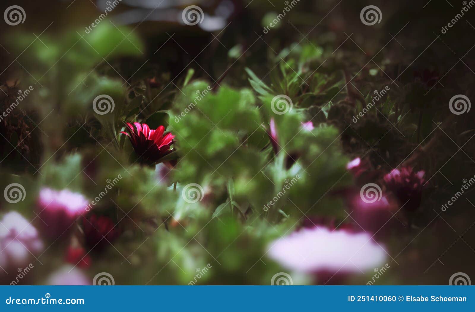Little Peep, Flower Peeking from Behind Other Greenery Stock Photo ...