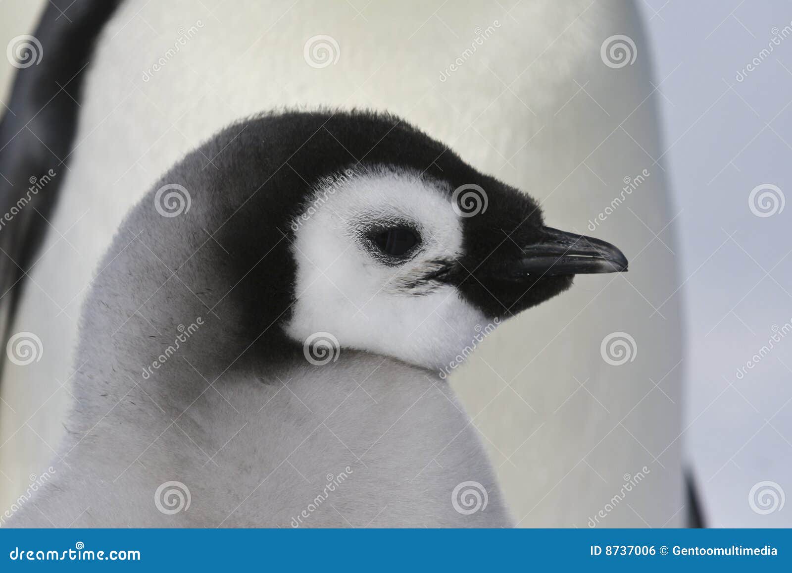 Little Penguin stock photo. Image of offspring, wildlife - 8737006