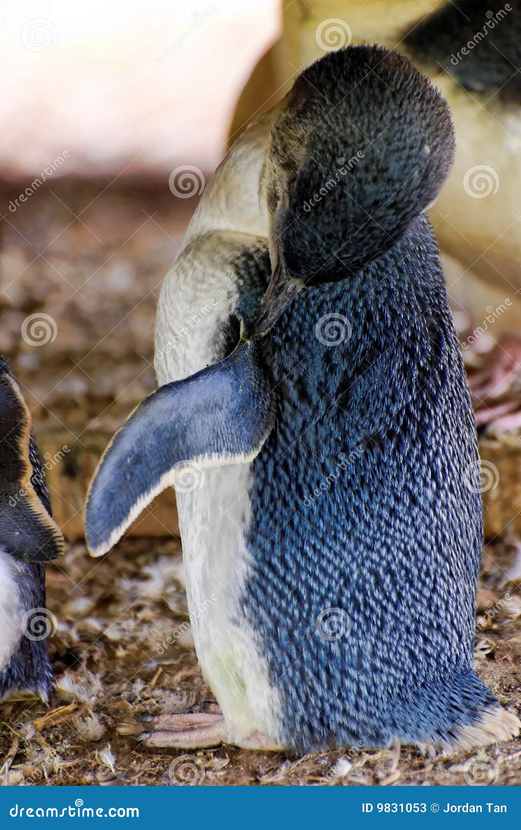 Penguin Cleaning Plumage. King Penguin, Aptenodytes Patagonicus Sitting ...