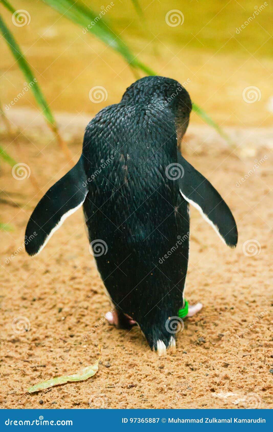 Little penguin stock image. Image of phillip, cute, life - 97365887