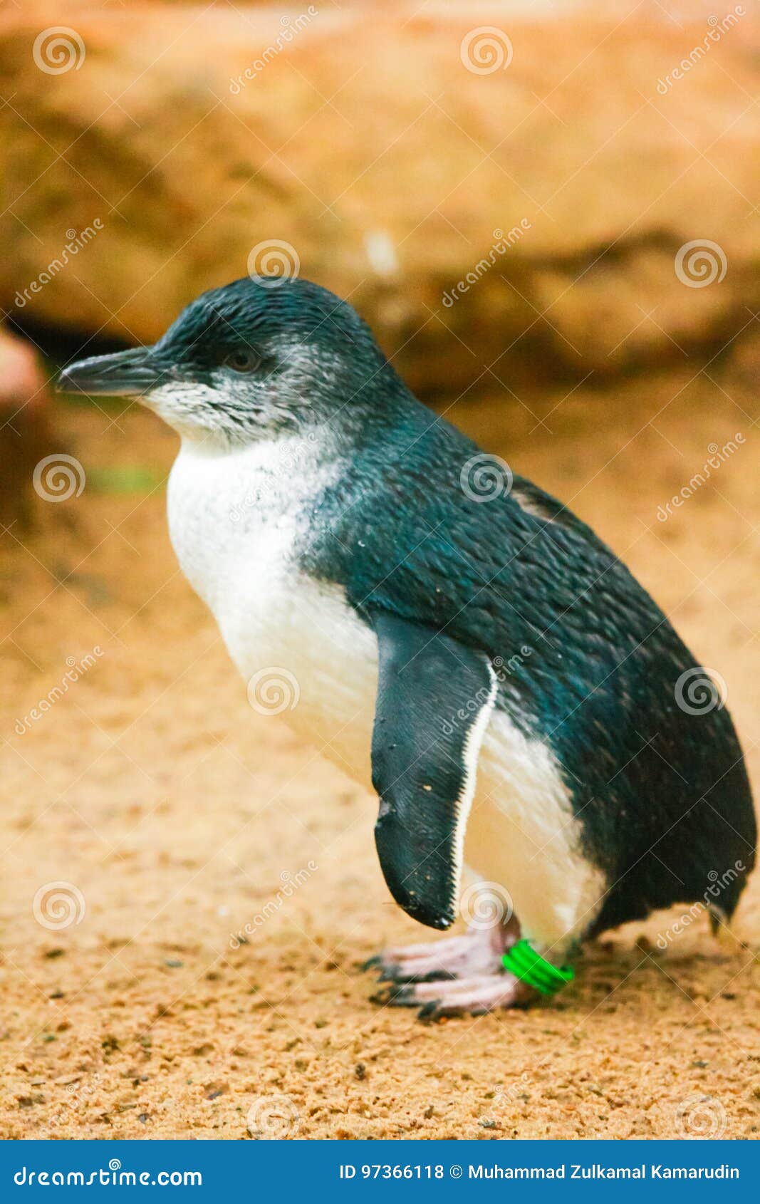 Little penguin stock photo. Image of korora, small, island - 97366118
