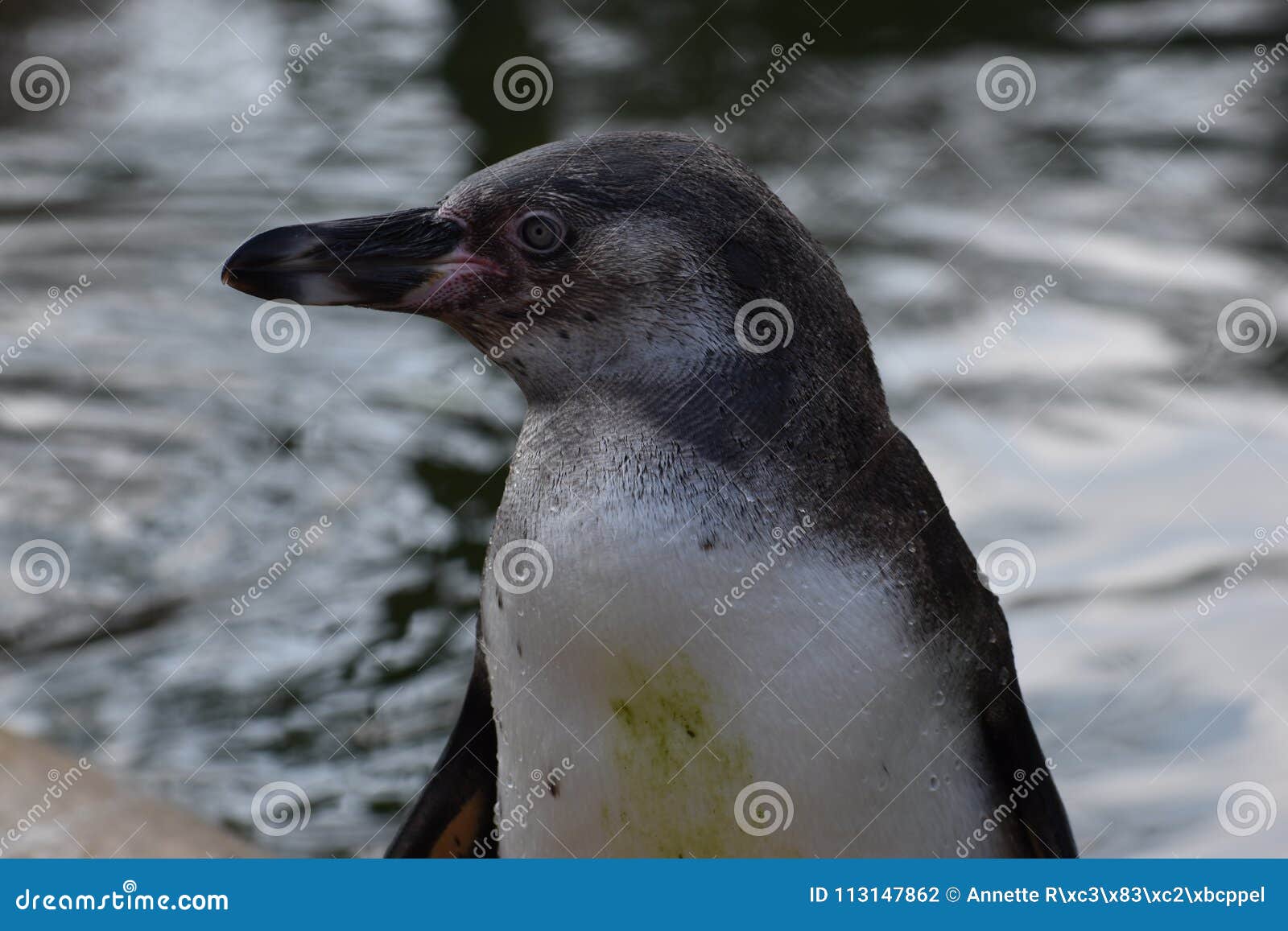 One Penguin is Standing on a Shore of a Lake Stock Photo - Image of ...