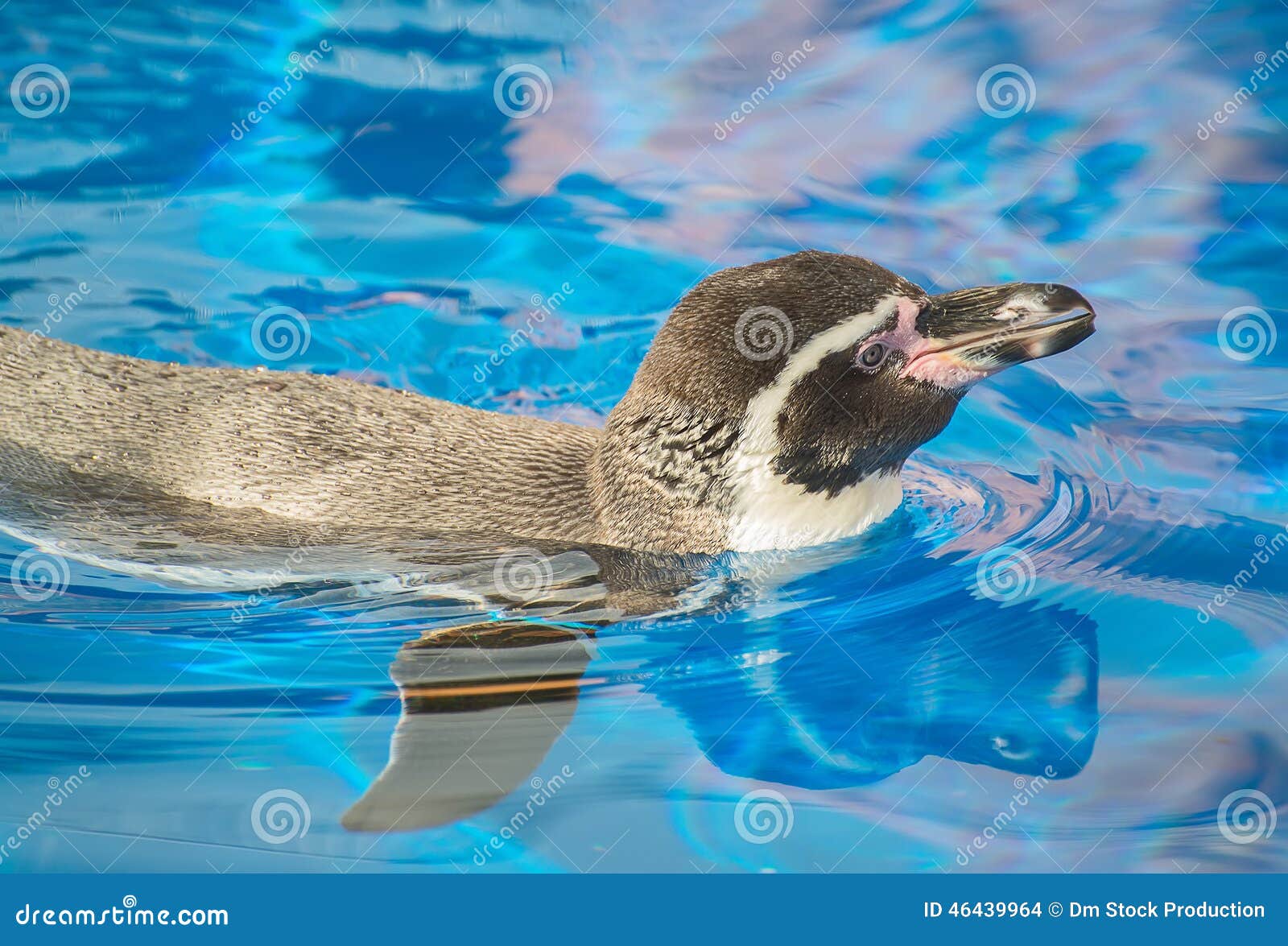 Little penguin swimming. stock photo. Image of arctic - 46439964