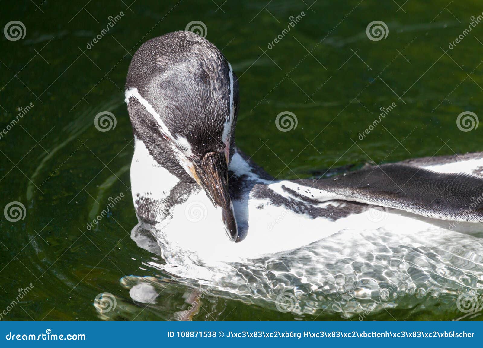Little Penguin Swims in a Lake Stock Photo - Image of habitat, little ...