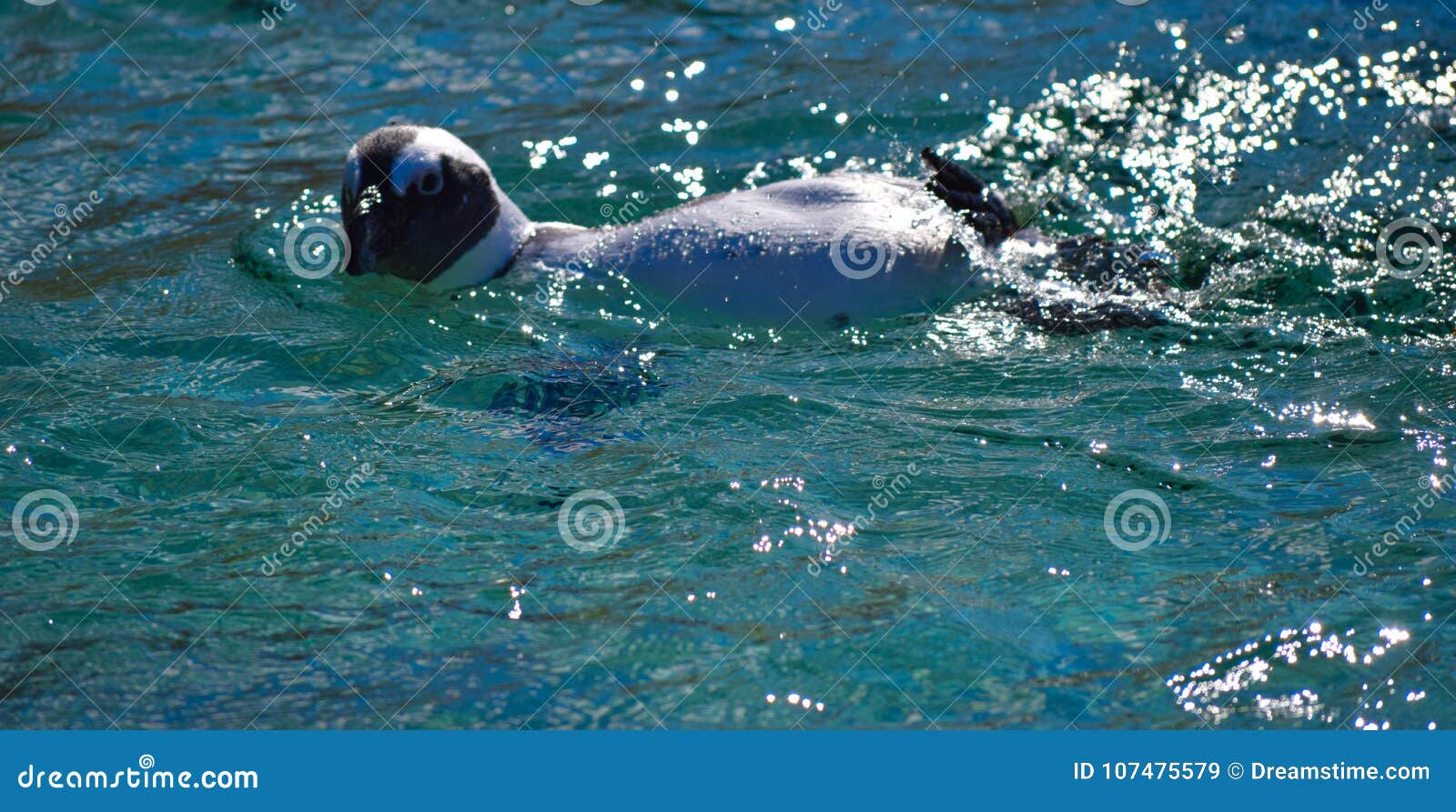 Little Penguin Taking a Swim Stock Image - Image of fall, harvest ...