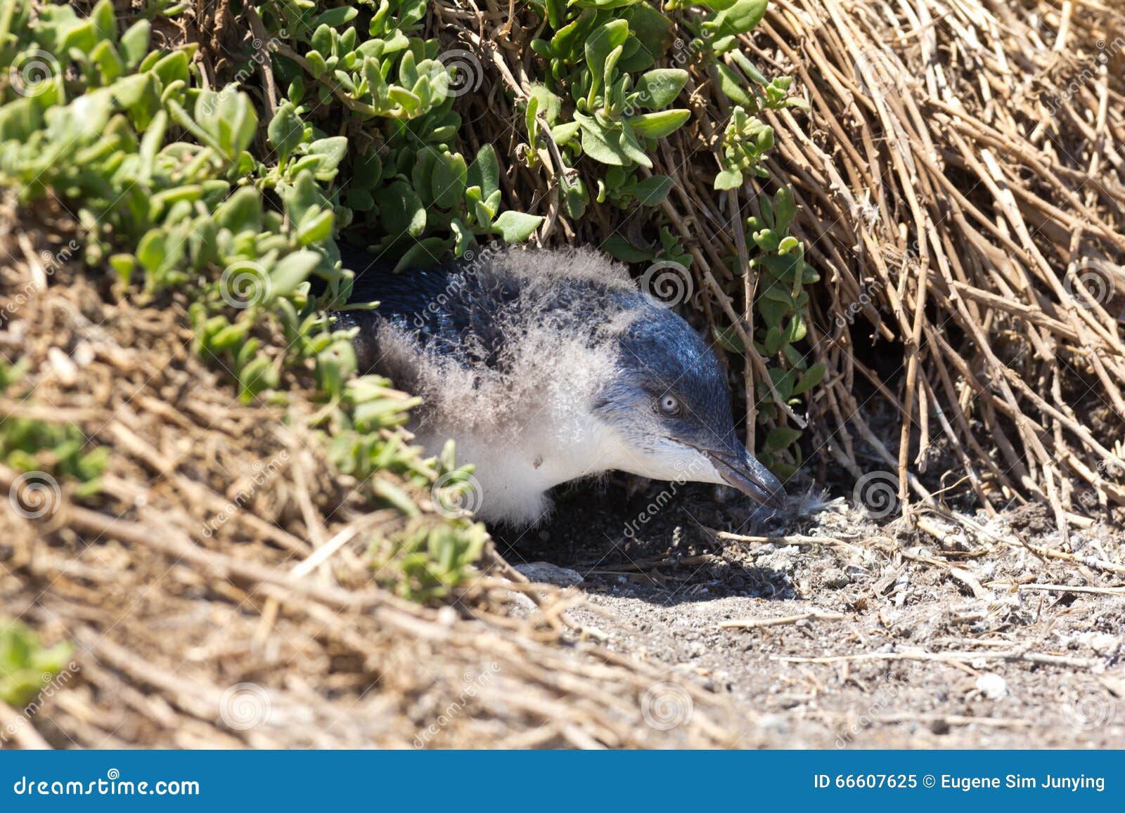 Little Penguin Burrow Stock Photos - Free & Royalty-Free Stock Photos ...