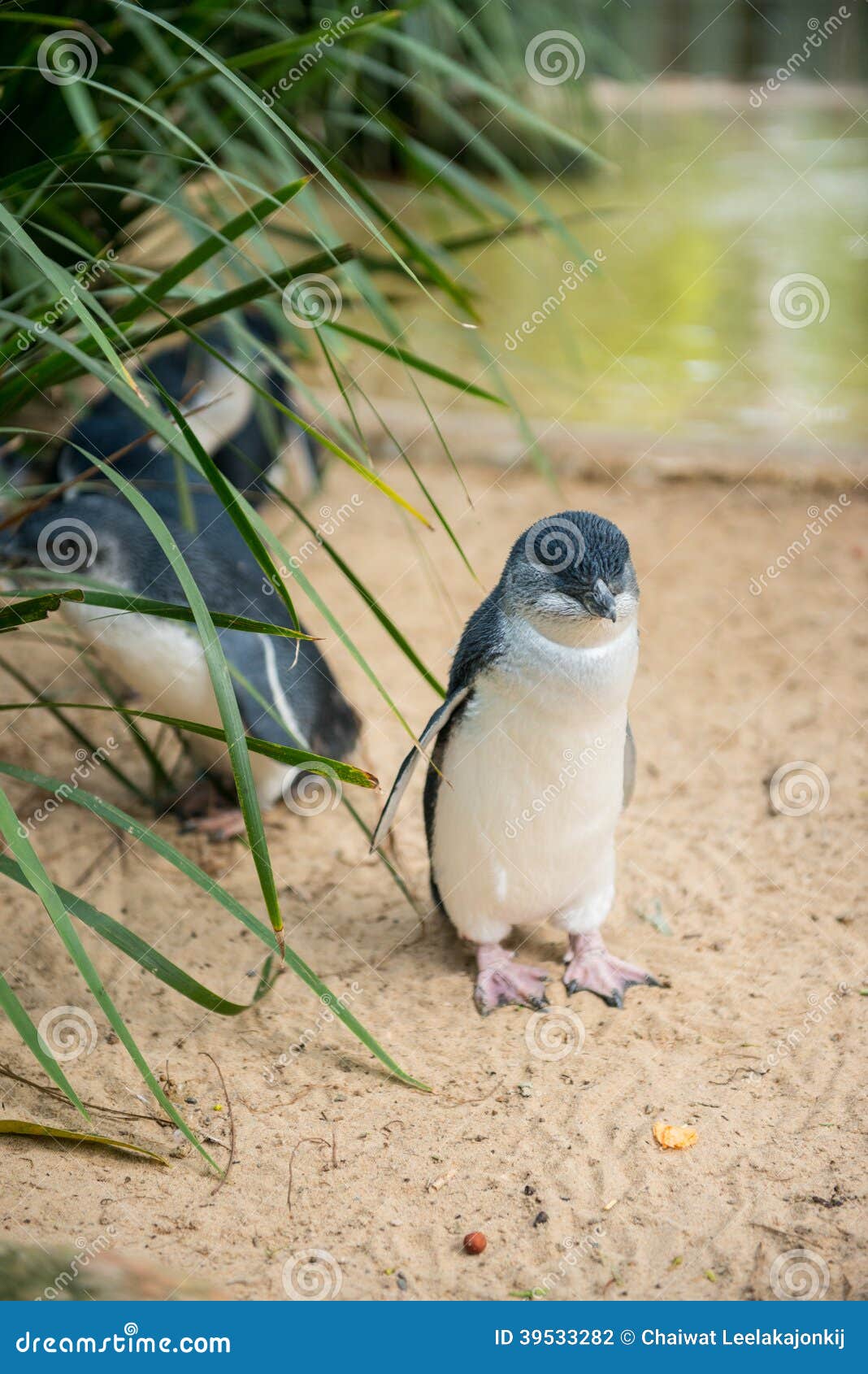 Little Penguins in Australia Stock Photo - Image of phillip, australia ...