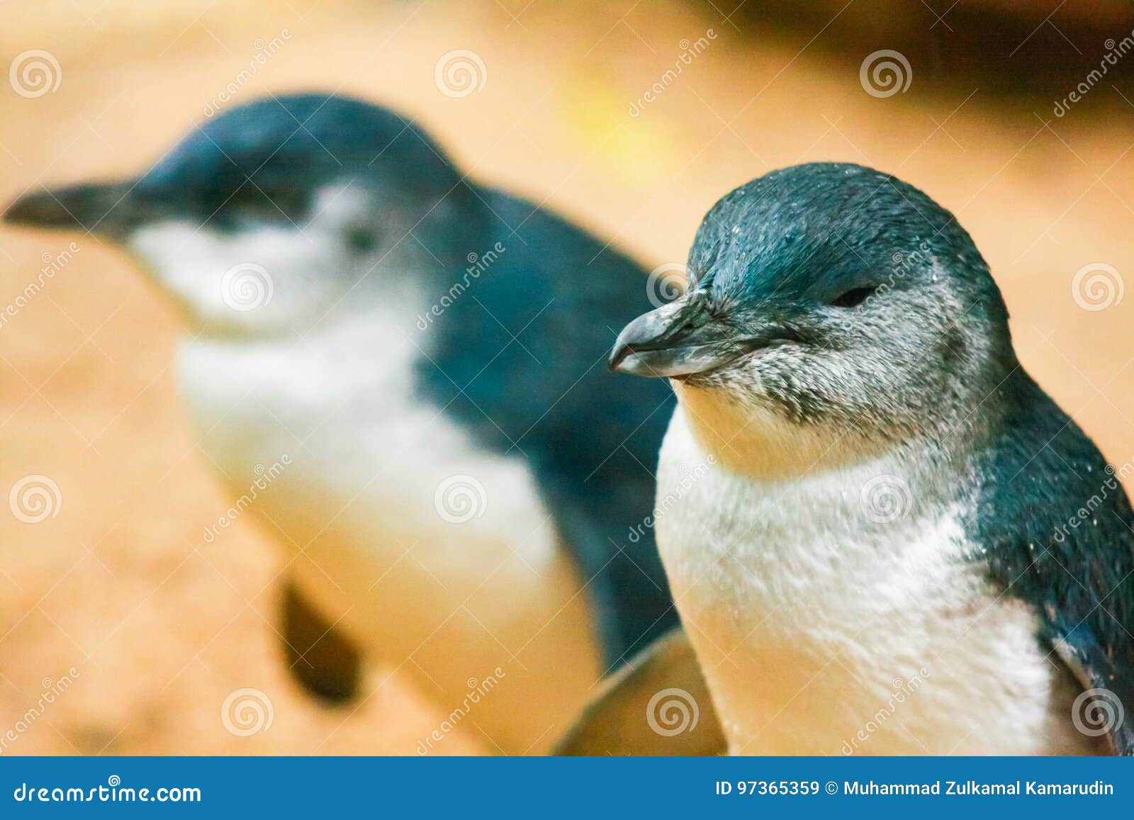 Little Penguins Stock Photo | CartoonDealer.com #93762072
