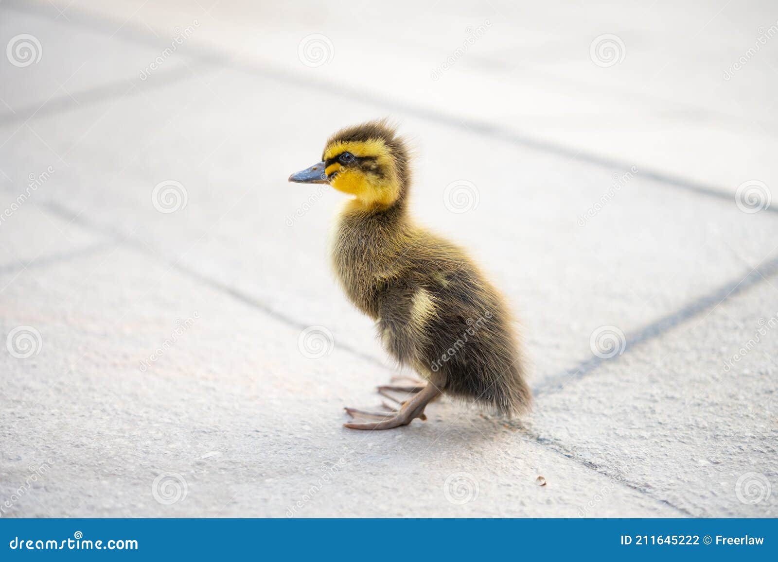 A Little Pet Duckling Stands on the Floor Stock Photo - Image of ...