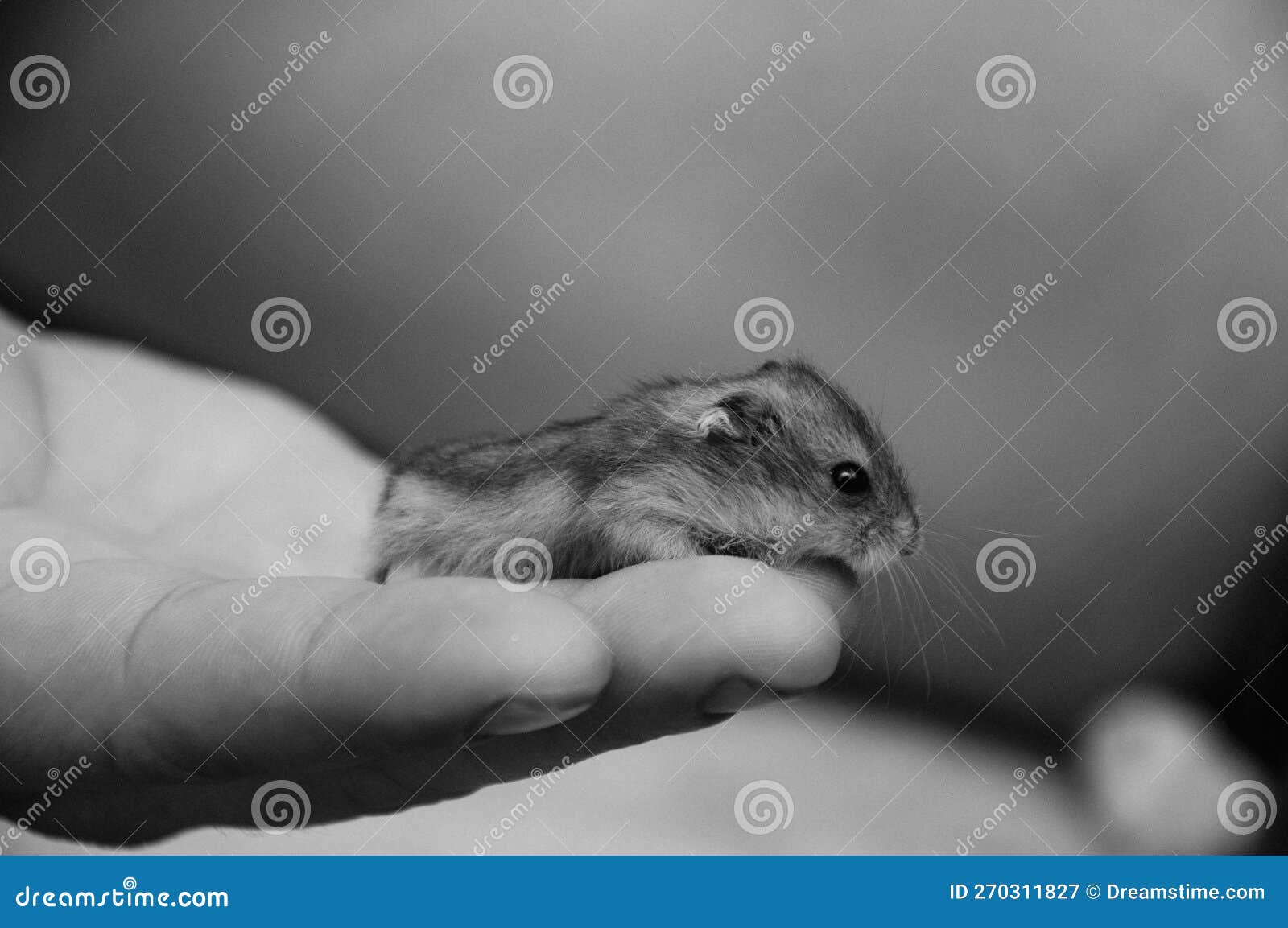 Pet Dzungarian Hamster on Hand Stock Image - Image of white, monochrome ...