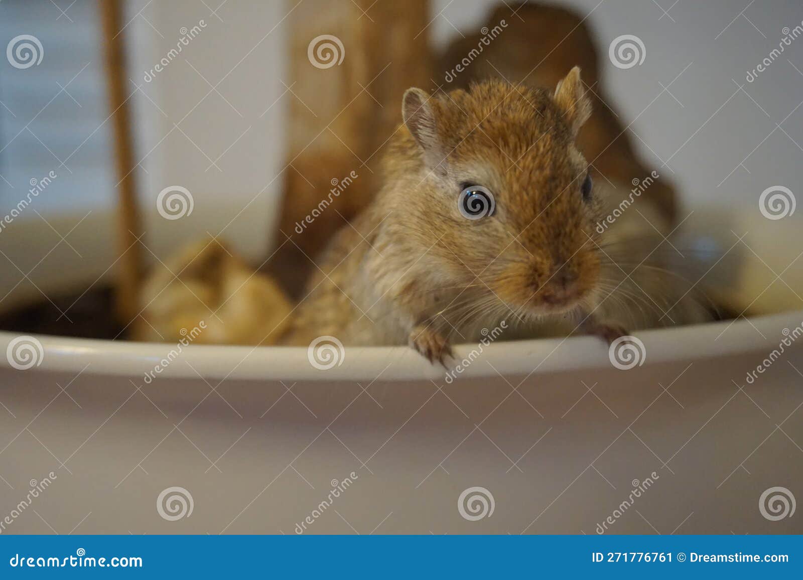 A little pet gerbil. stock image. Image of mammal, animal - 271776761