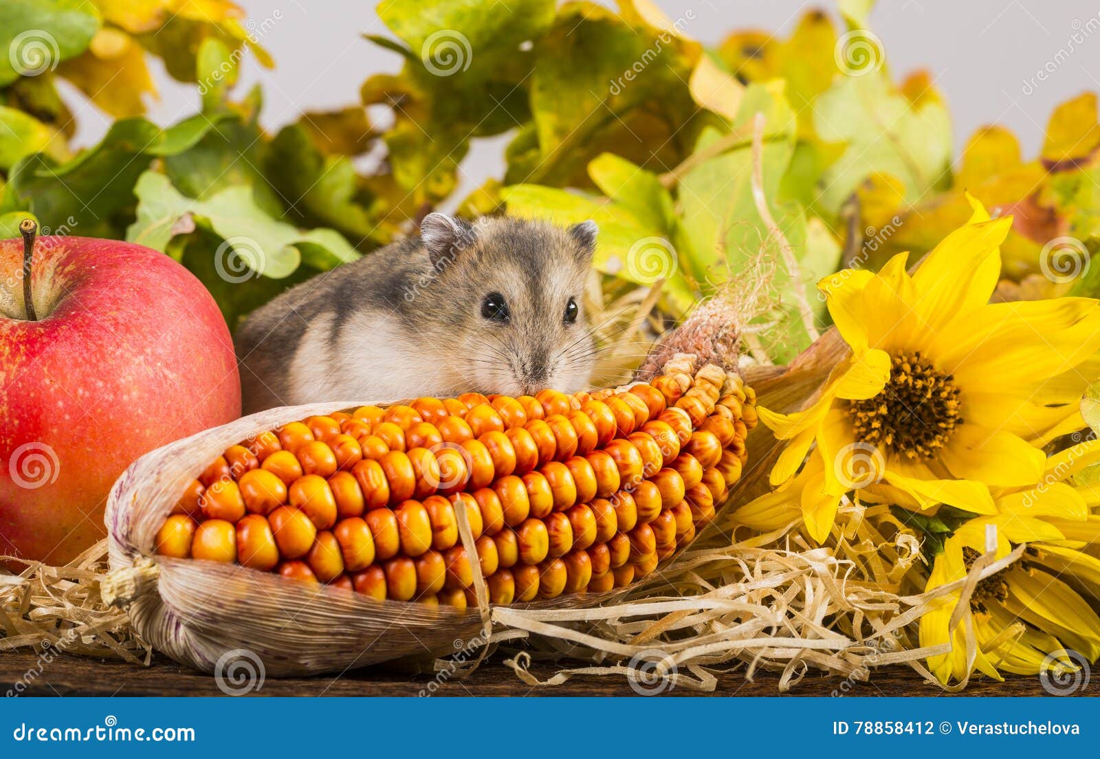 Little pet hamster stock photo. Image of rodent, close - 78858412